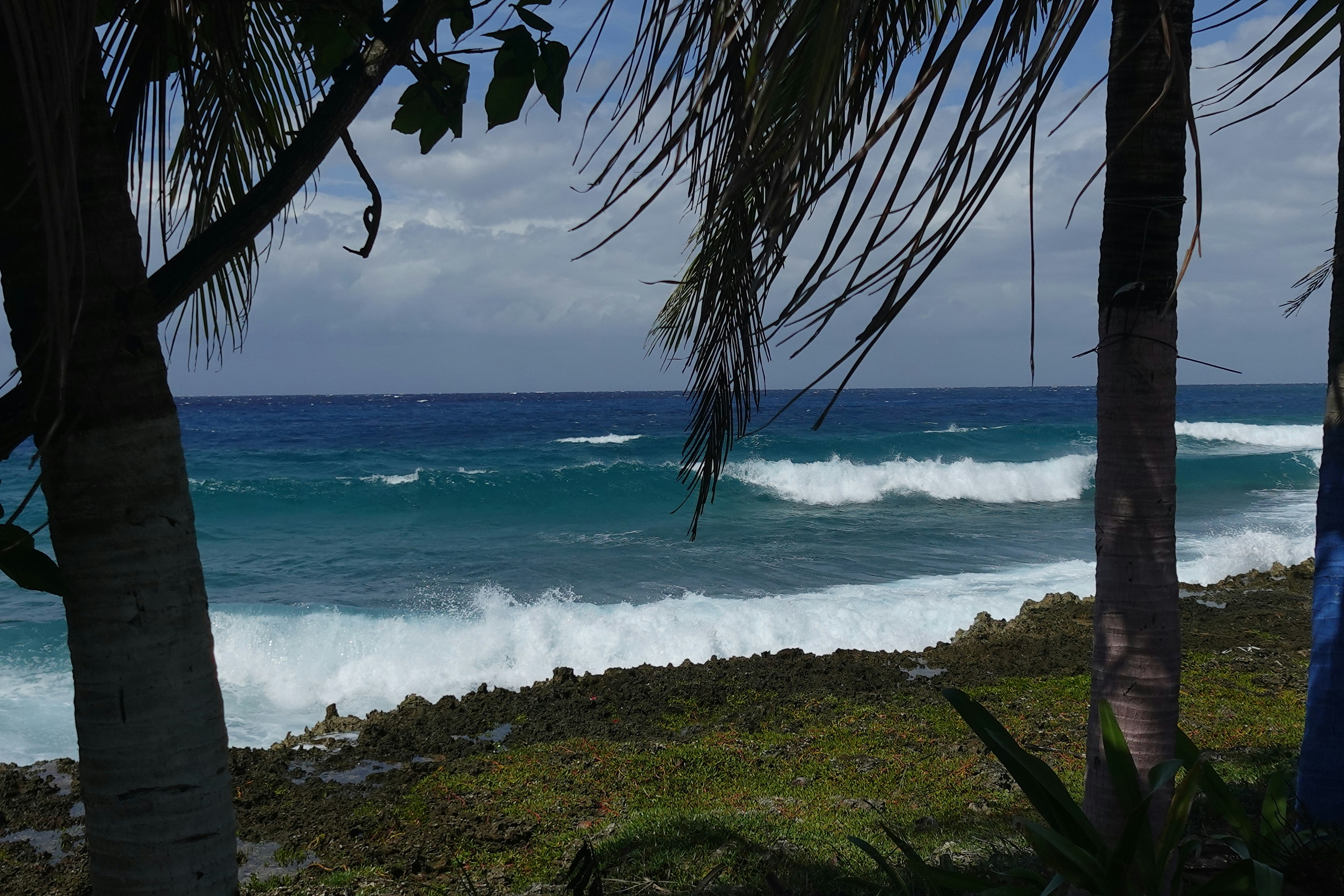 Coastal Frame: Waves Break Beyond Shaded Palm Fronds