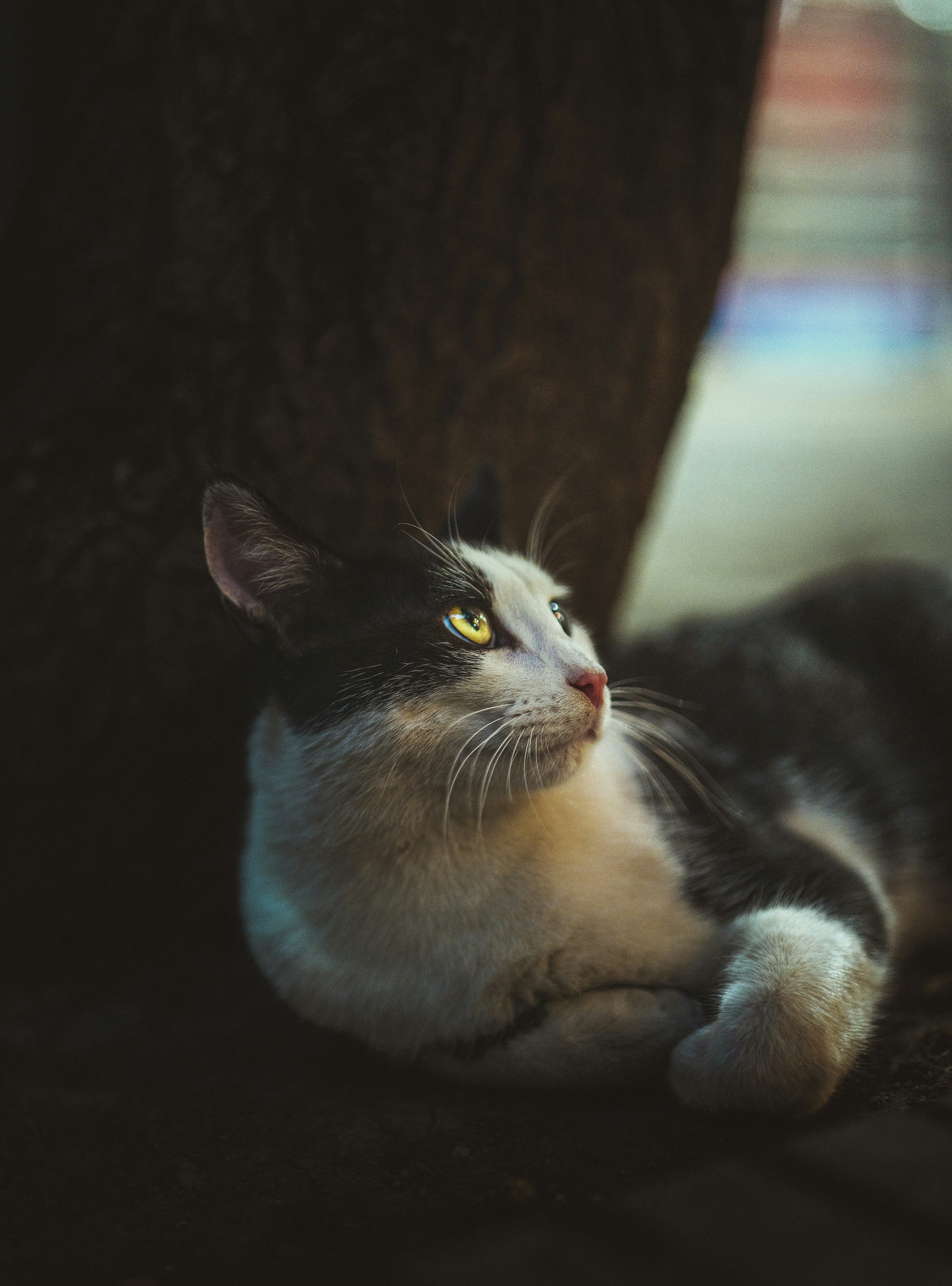 Cat Under the Shadowed Tree: A Glimpse of Golden-Eyed Focus