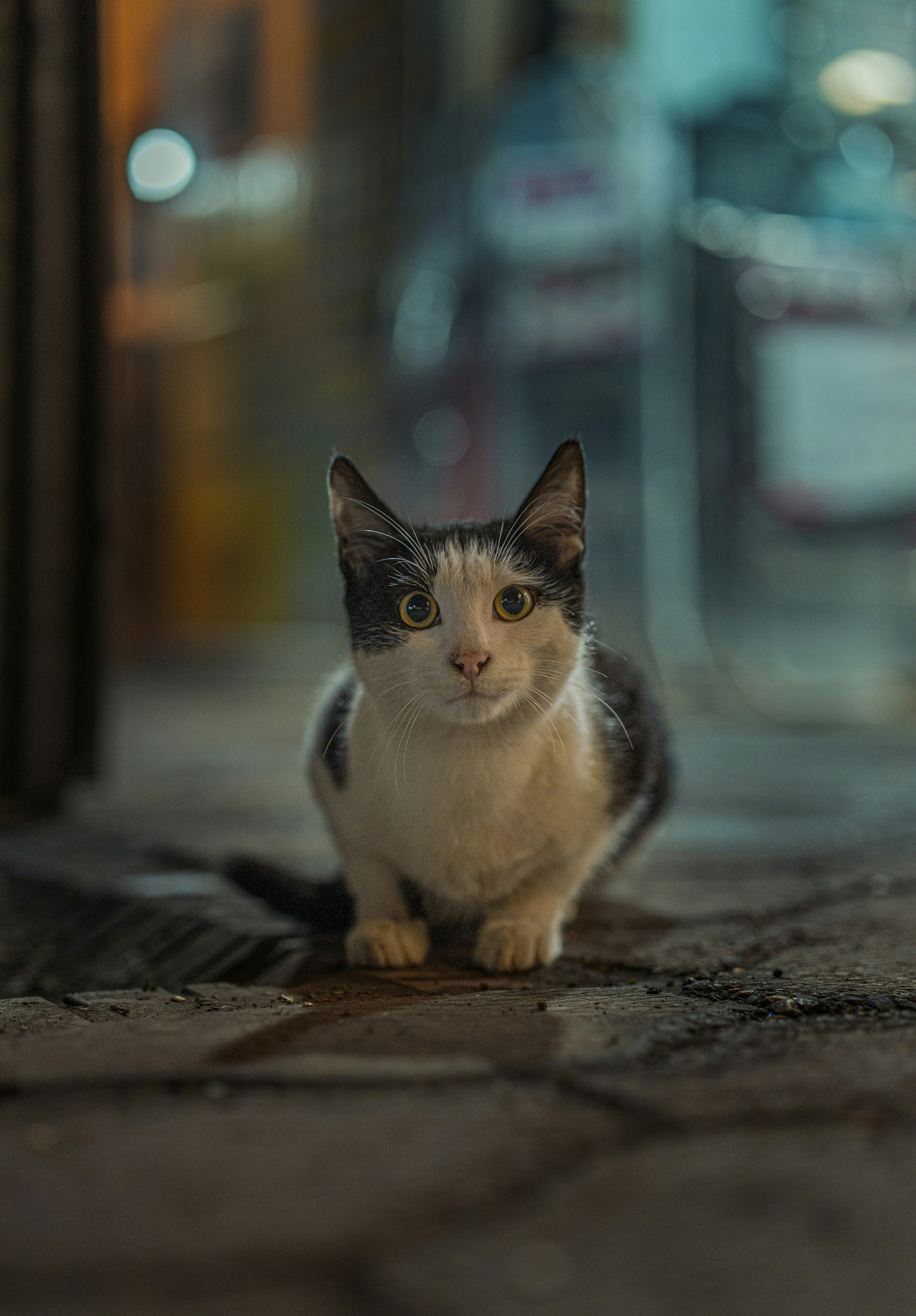 Curious Streetwatcher: A Cat Stares Down the Evening Lane