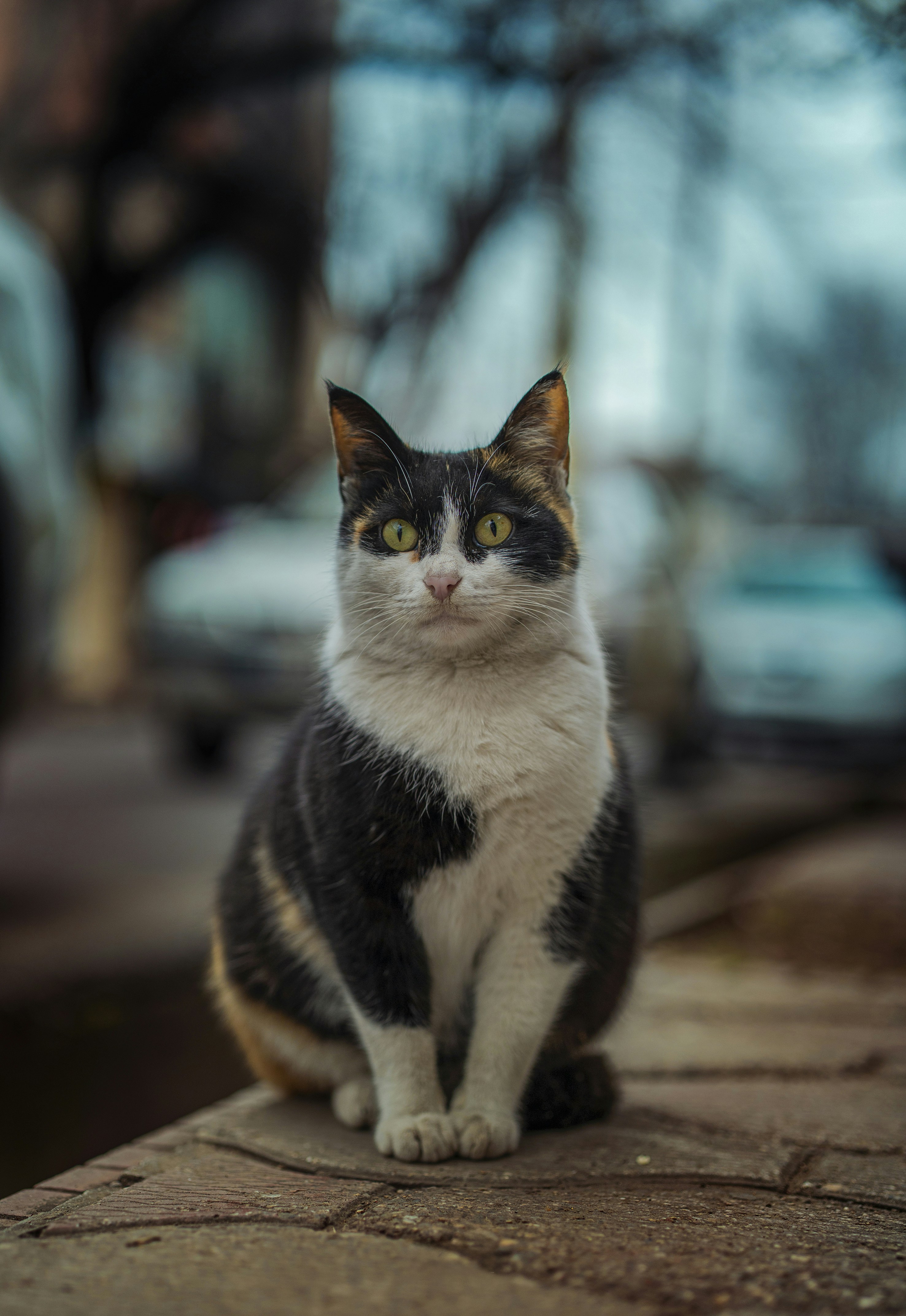 Portrait of a Streetwise Cat: Center of Calm Amid Urban Blur