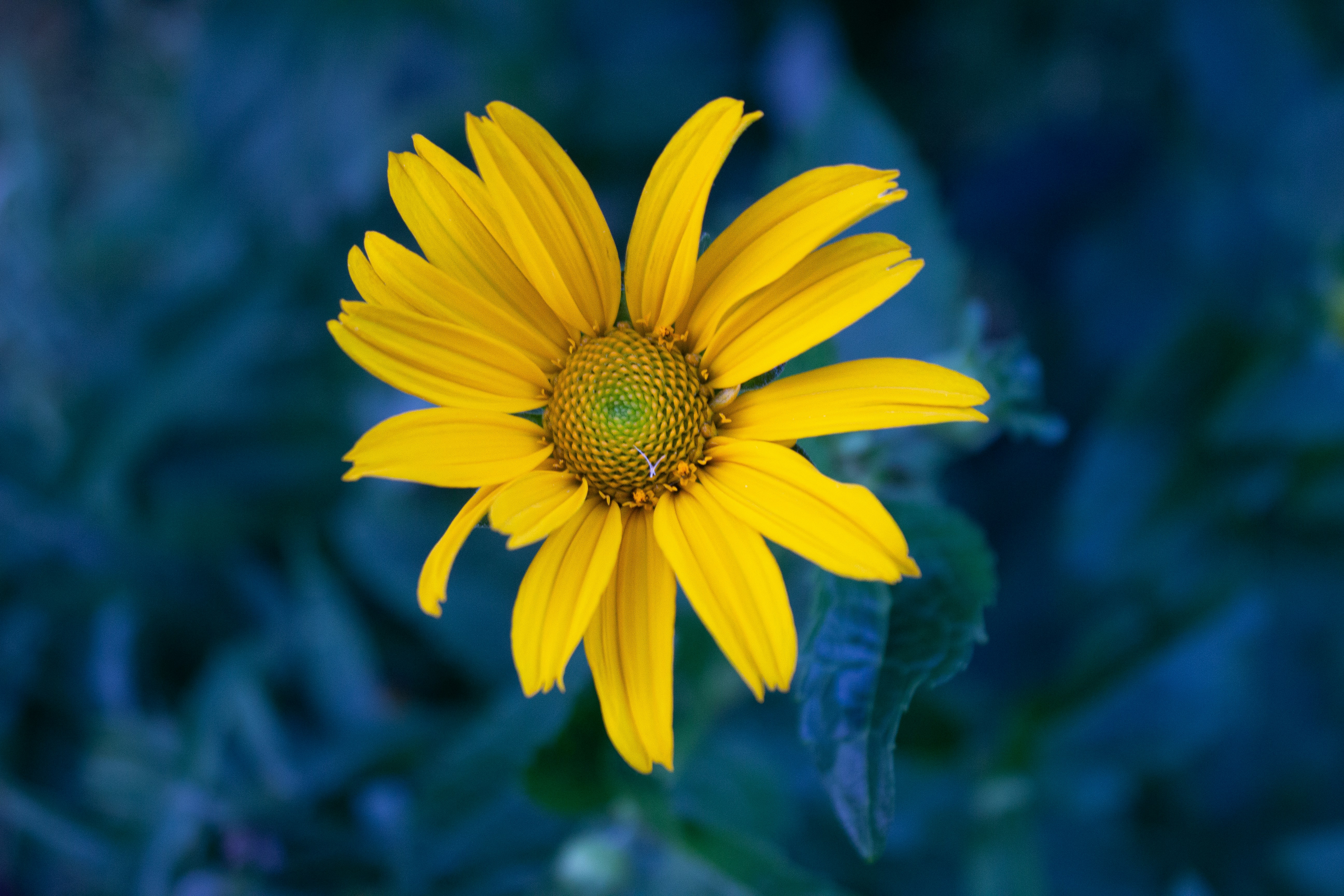 Golden Daisy Emerges Against a Dusky Blue