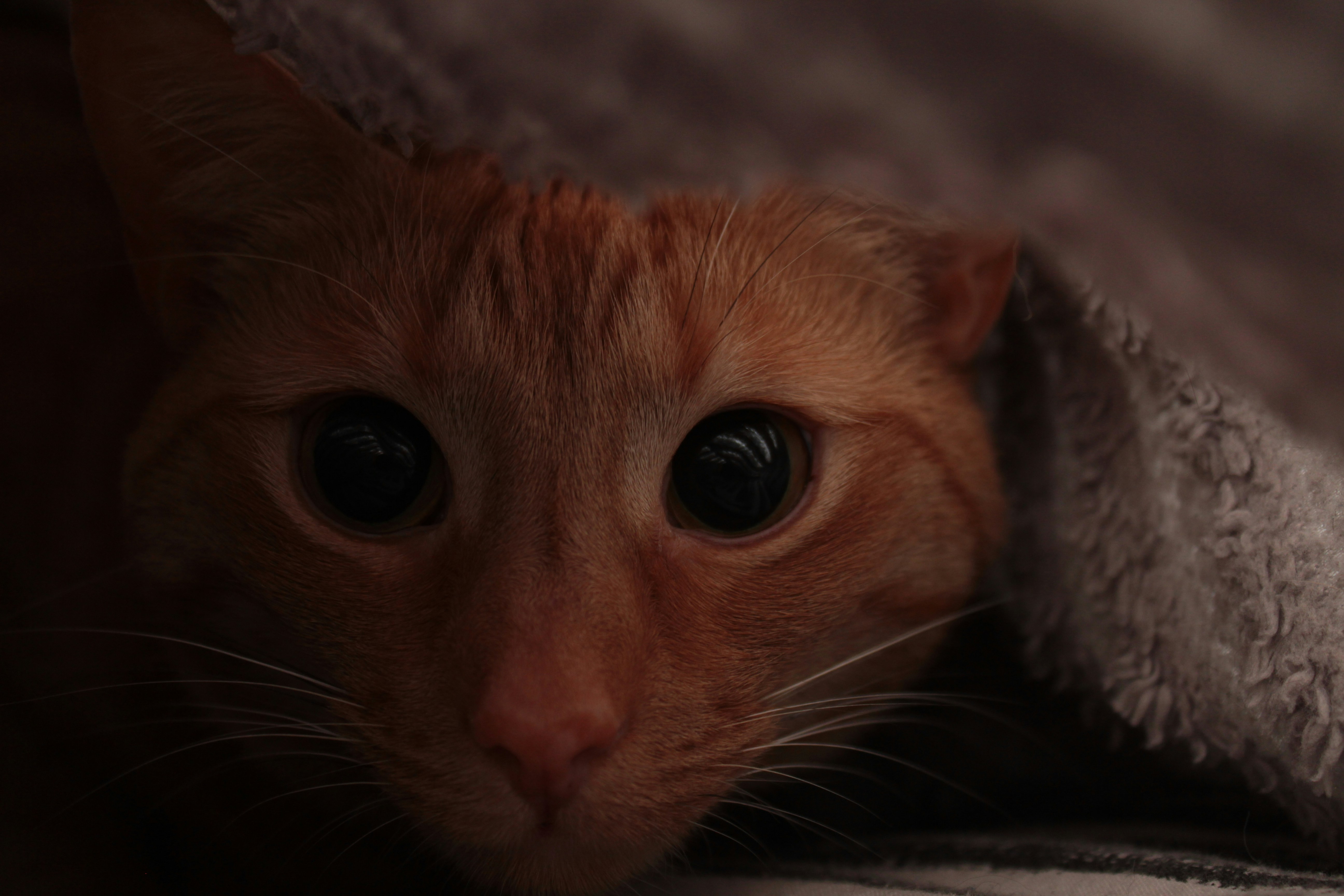 Hidden in the Blanket: Wide-Eyed Cat Peek
