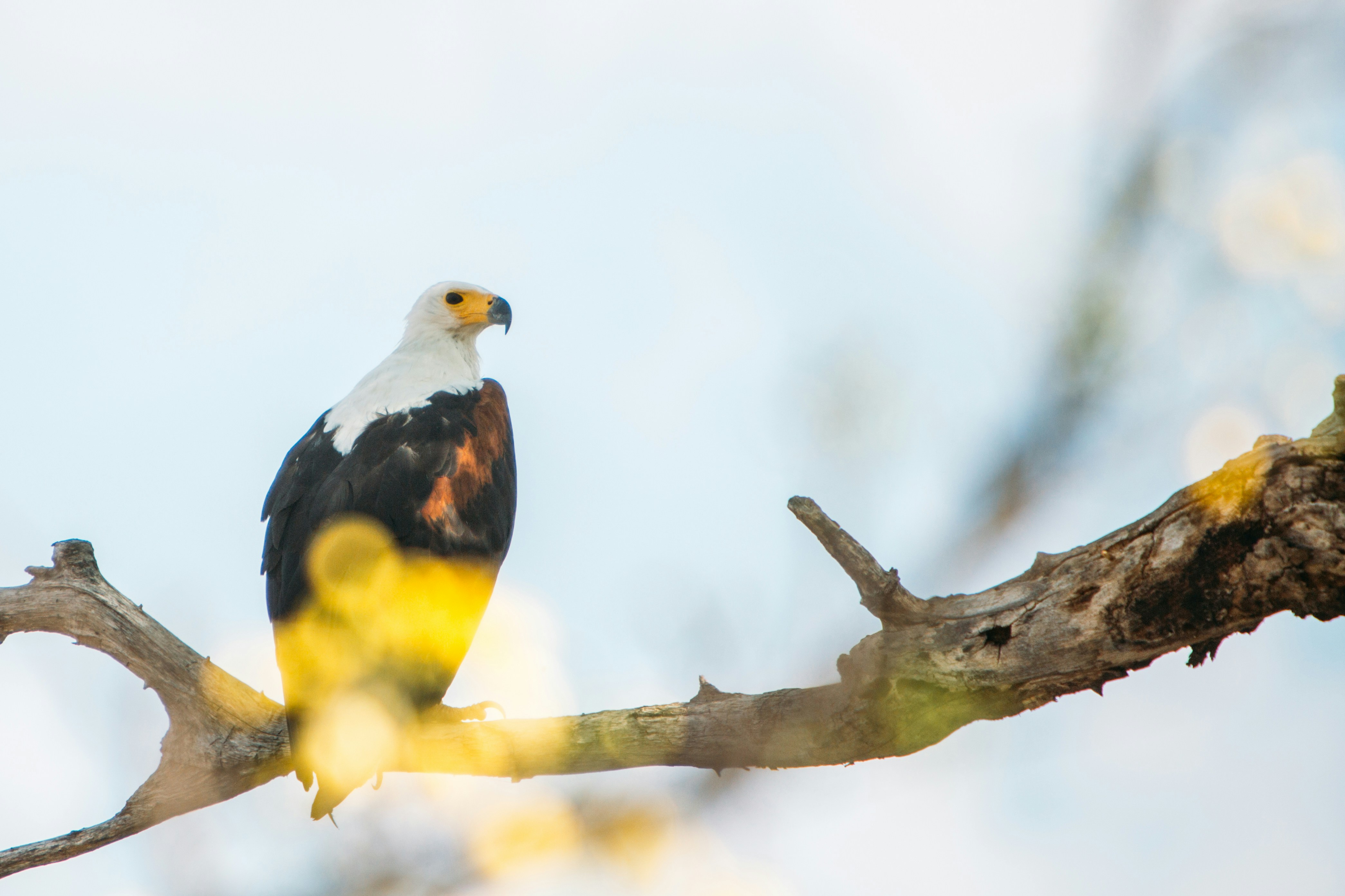 White-headed raptor perches on sunlit branch amid soft bloom