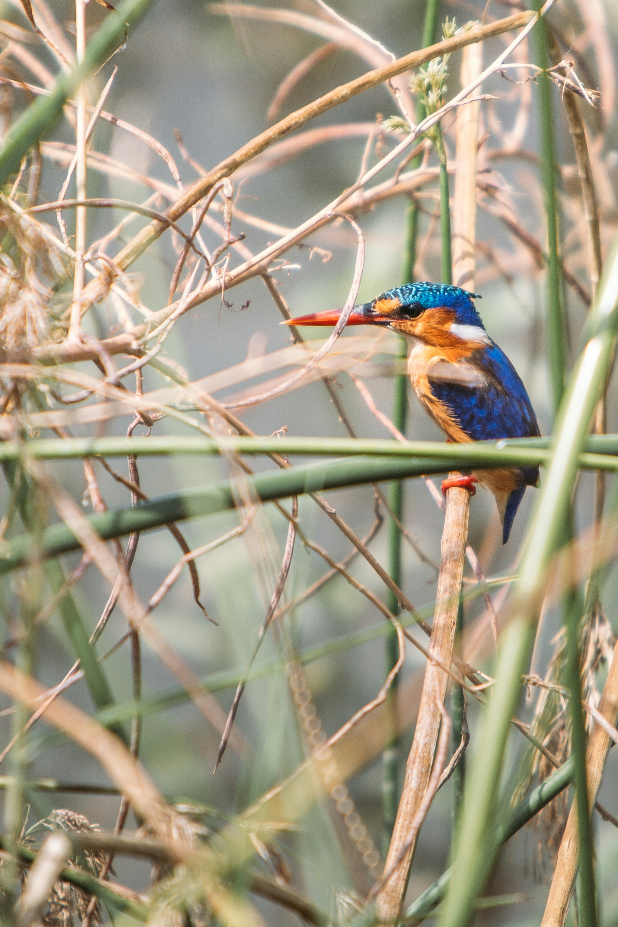 Azure Streaks in Reeds: A Kingfisher’s Quiet Perch