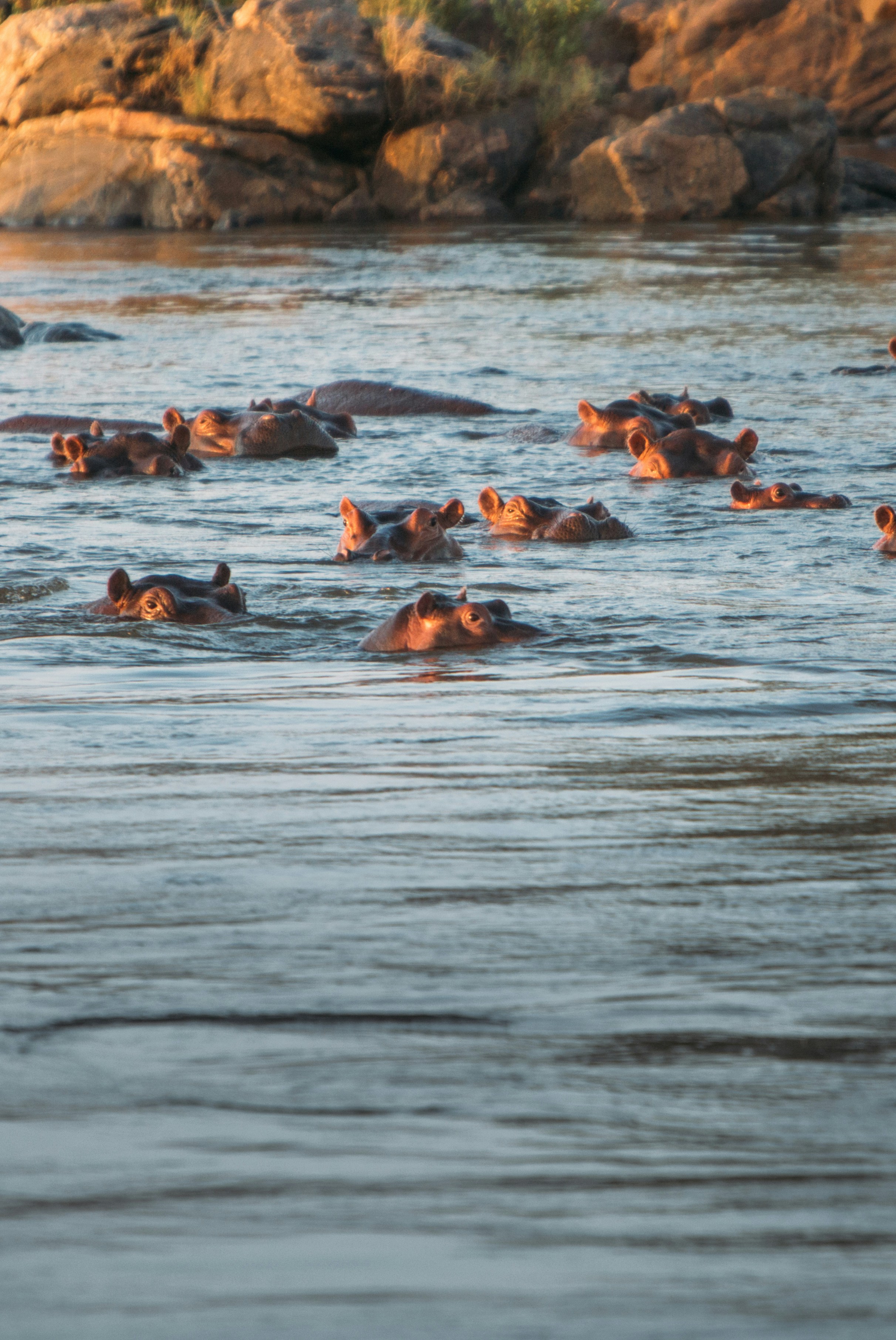 Hippos in Golden-Toned Coastal Calm