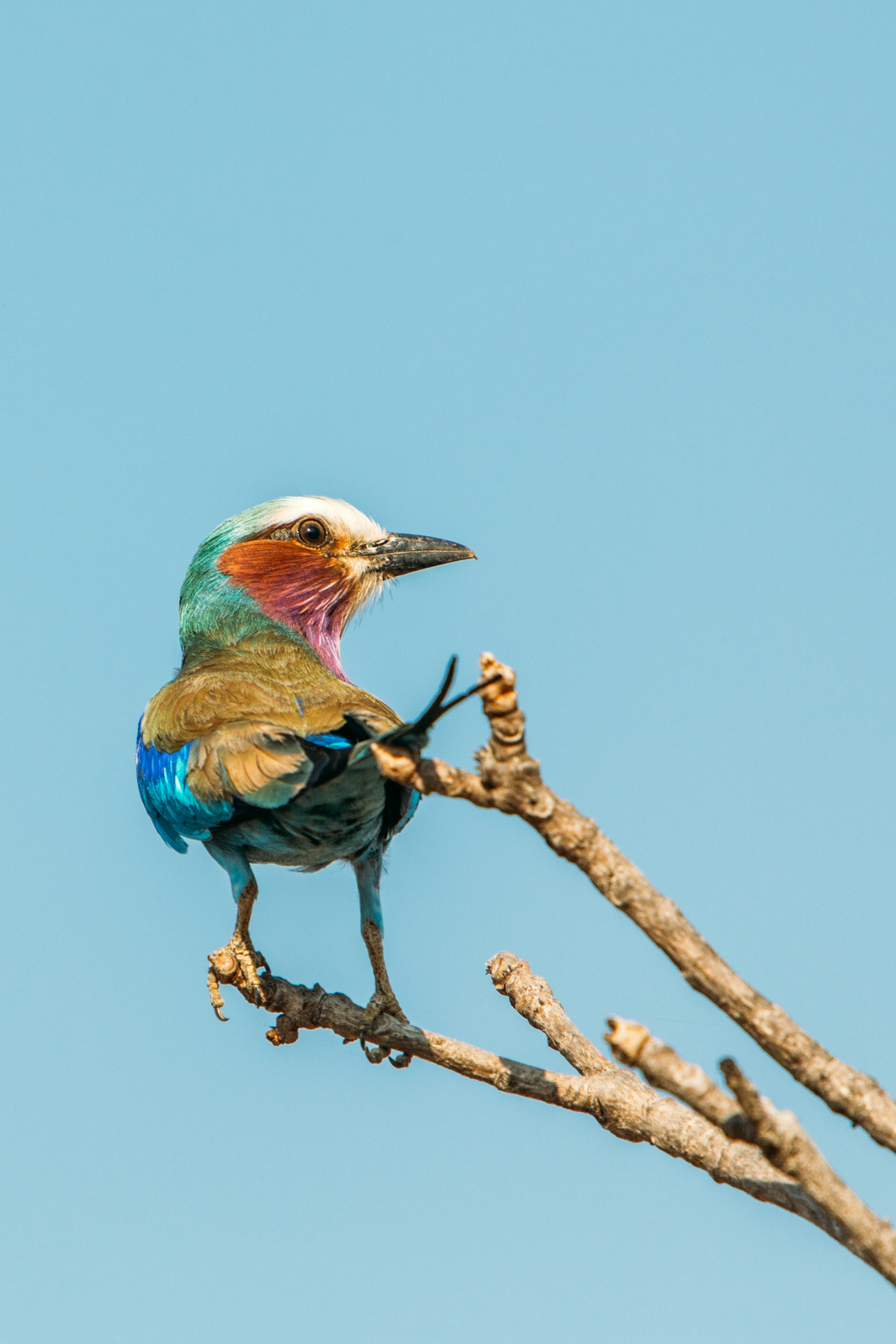 Colorful Kingfisher on a Bare Branch Against a Sky-Blue Backdrop