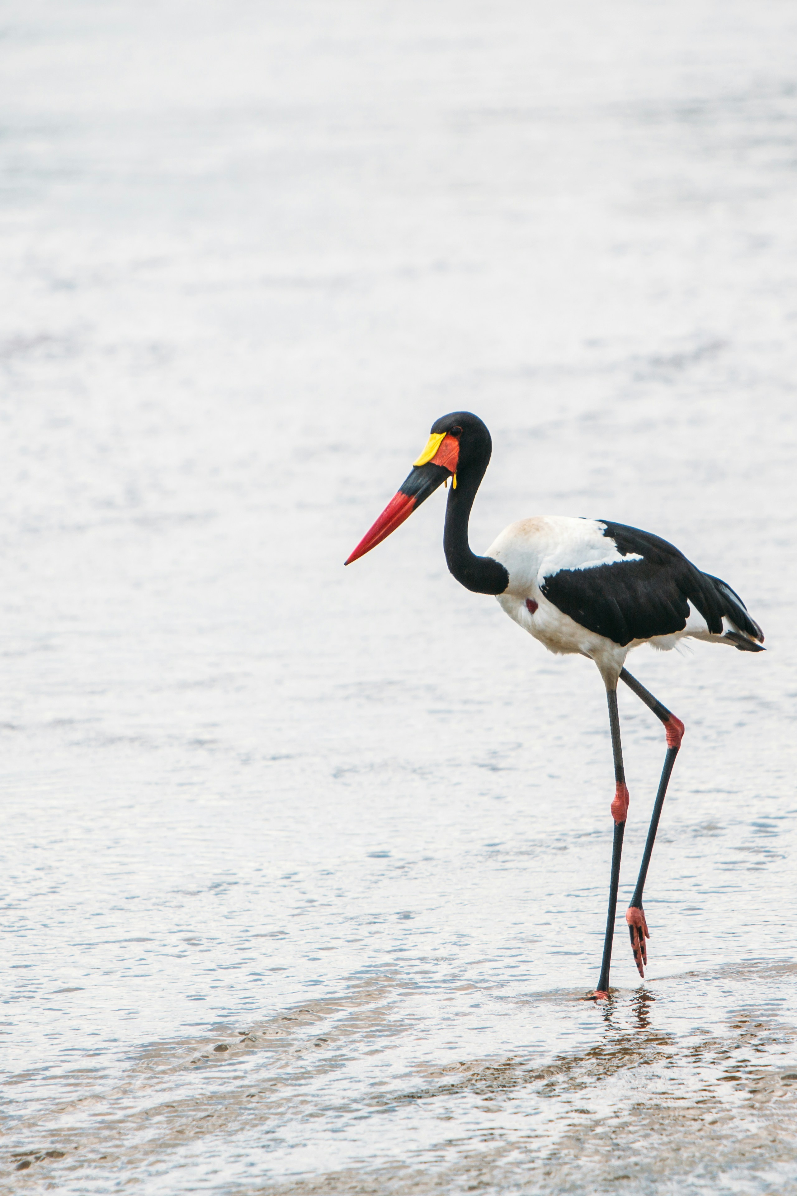 Red-billed Stilt Against Quiet Coastal Spill