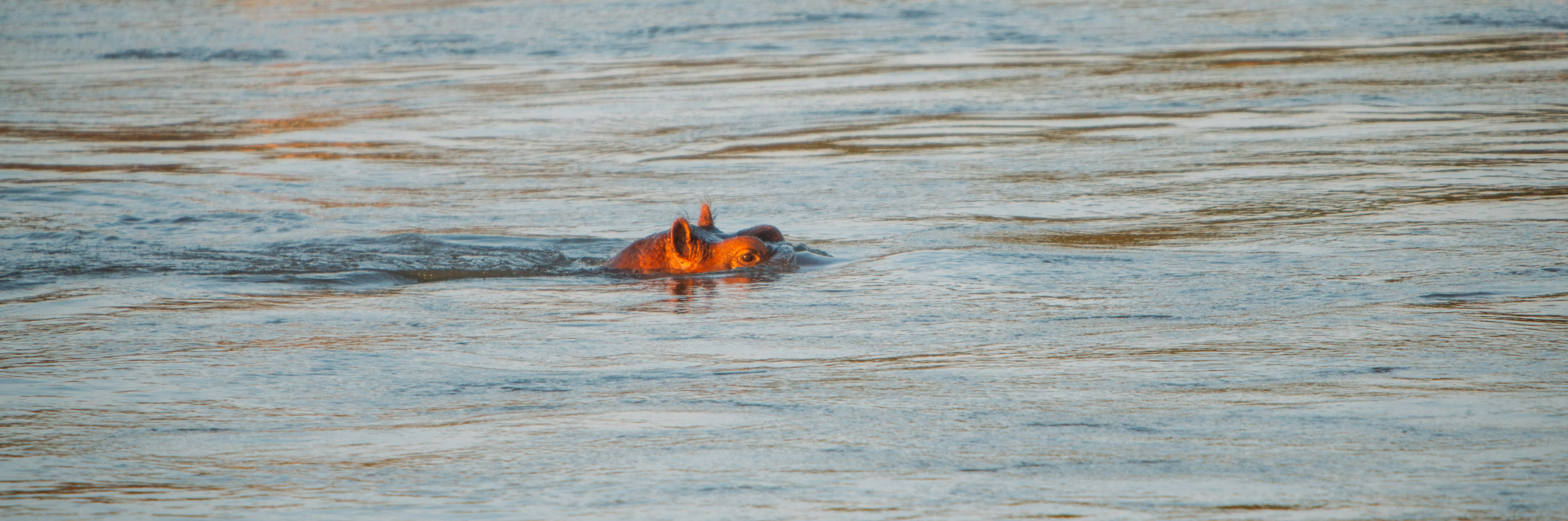 Orange buoyant wake: a lone kayak wake cuts through a calm river