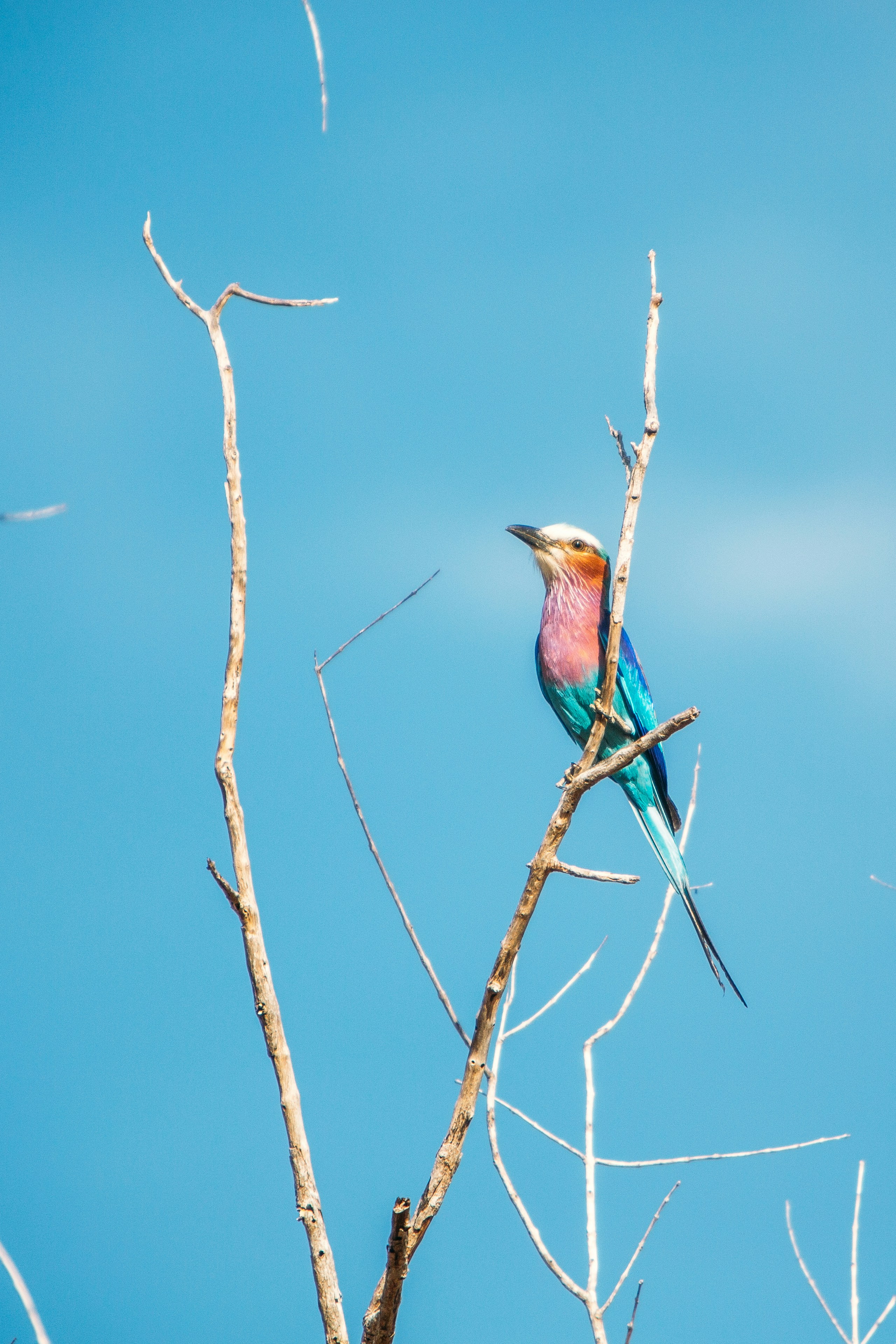 Colorful Breezy Perch: A Kingfisher Gracefully Tied to Bare Branches
