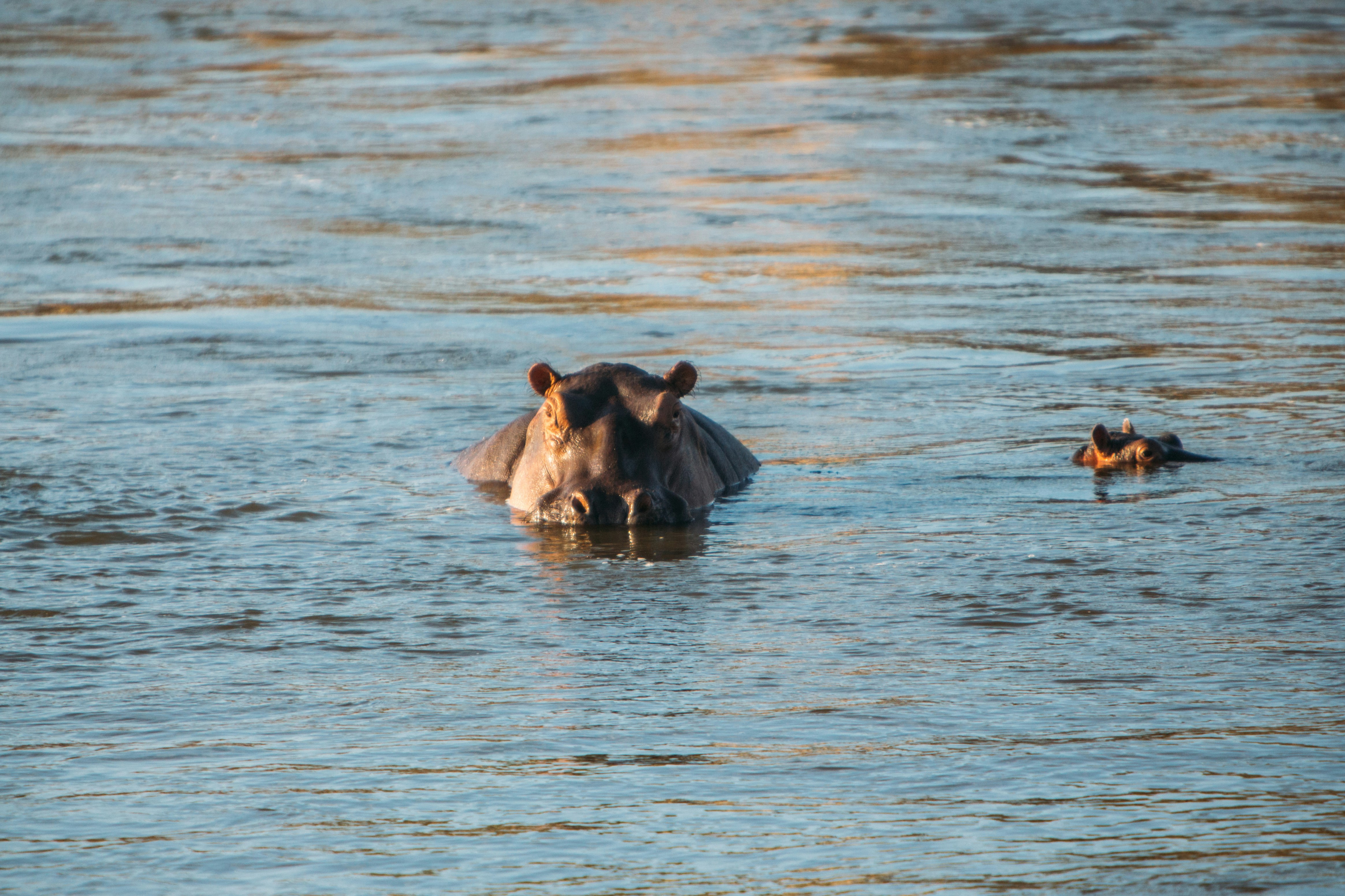 Riverbank Watch: Hippo and Calf Surf the Quiet Current at Dusk