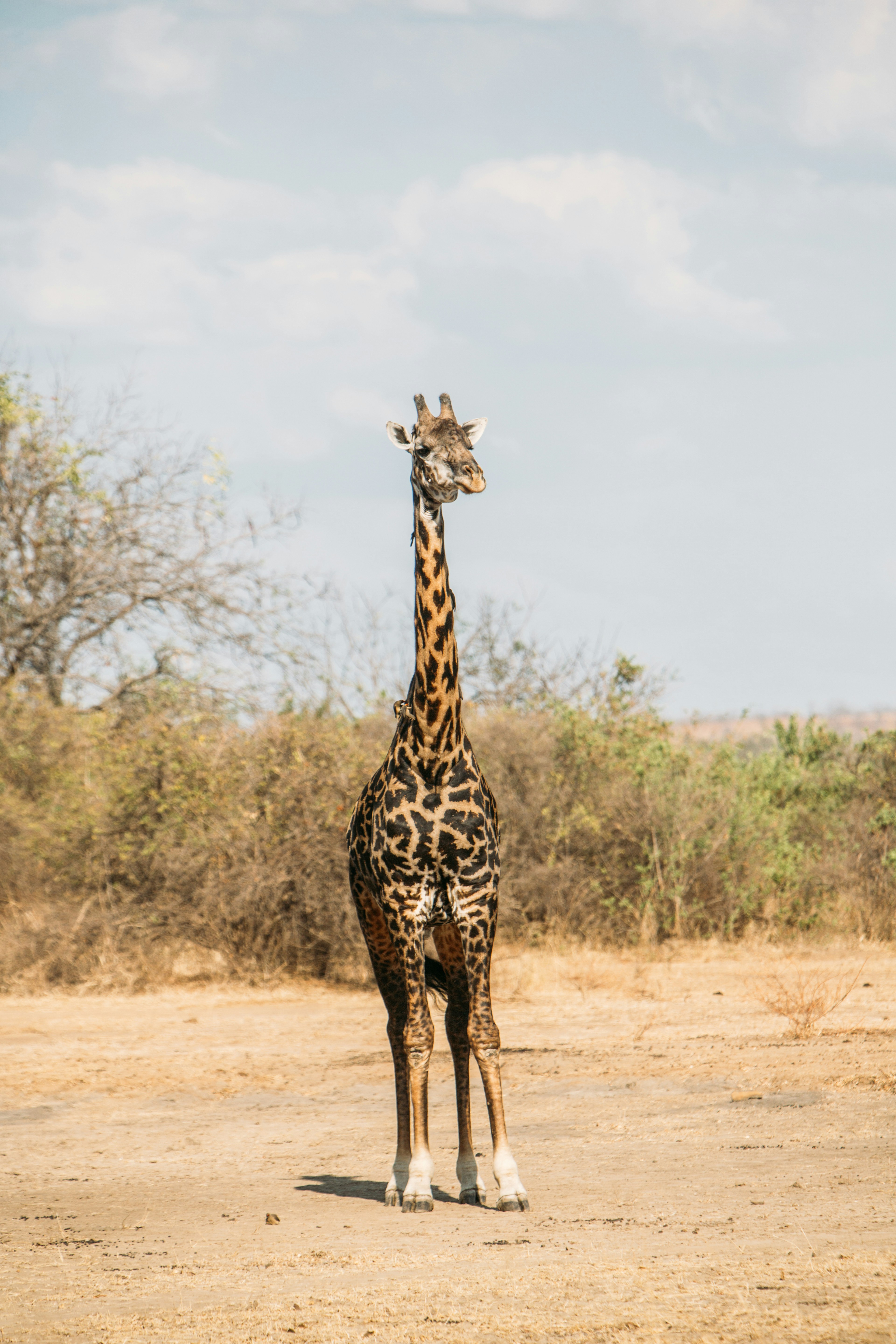 Tall Sentinel: Giraffe in the Savanna