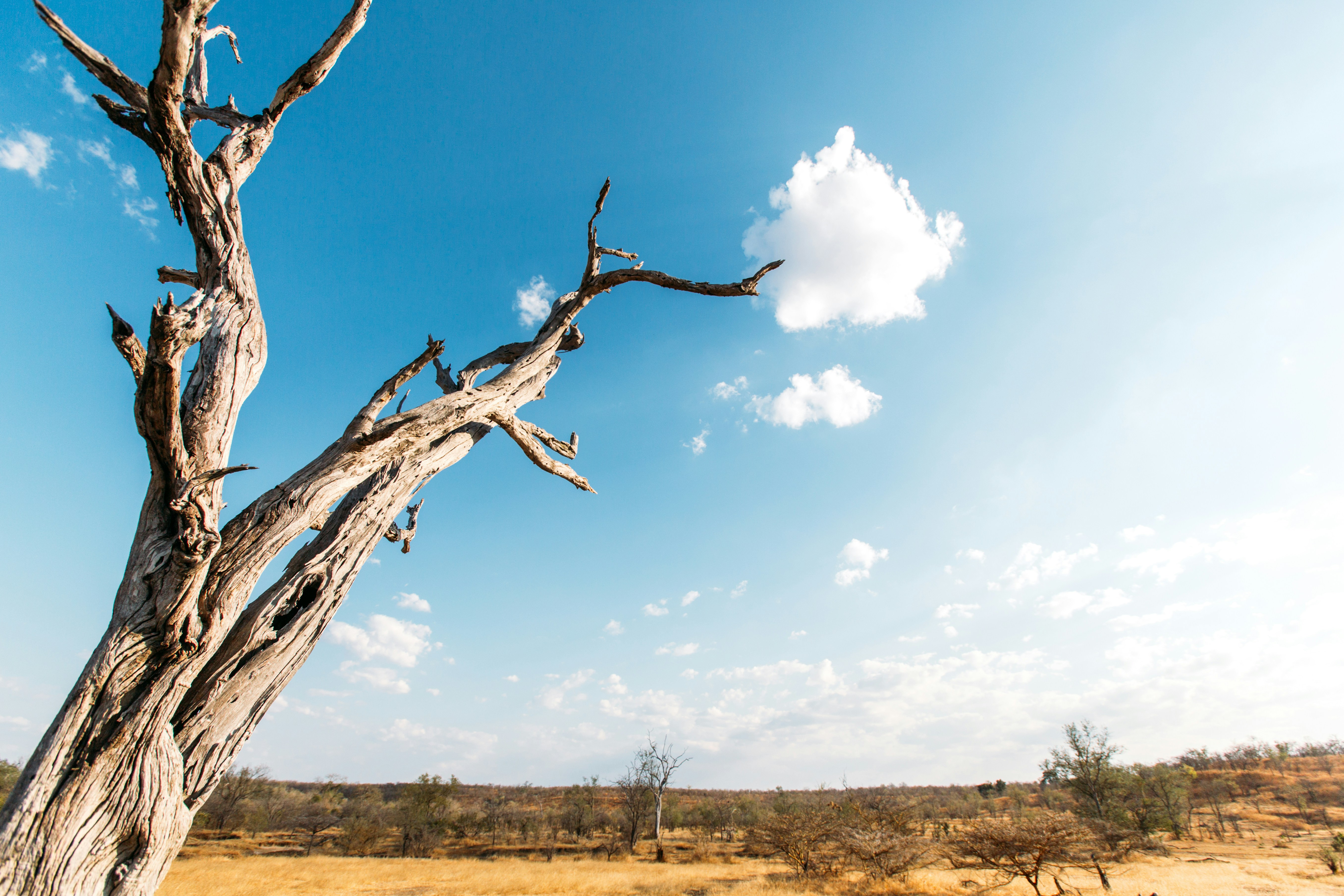 Desert Windward: A Weathered Lone Tree Under Expansive Sky