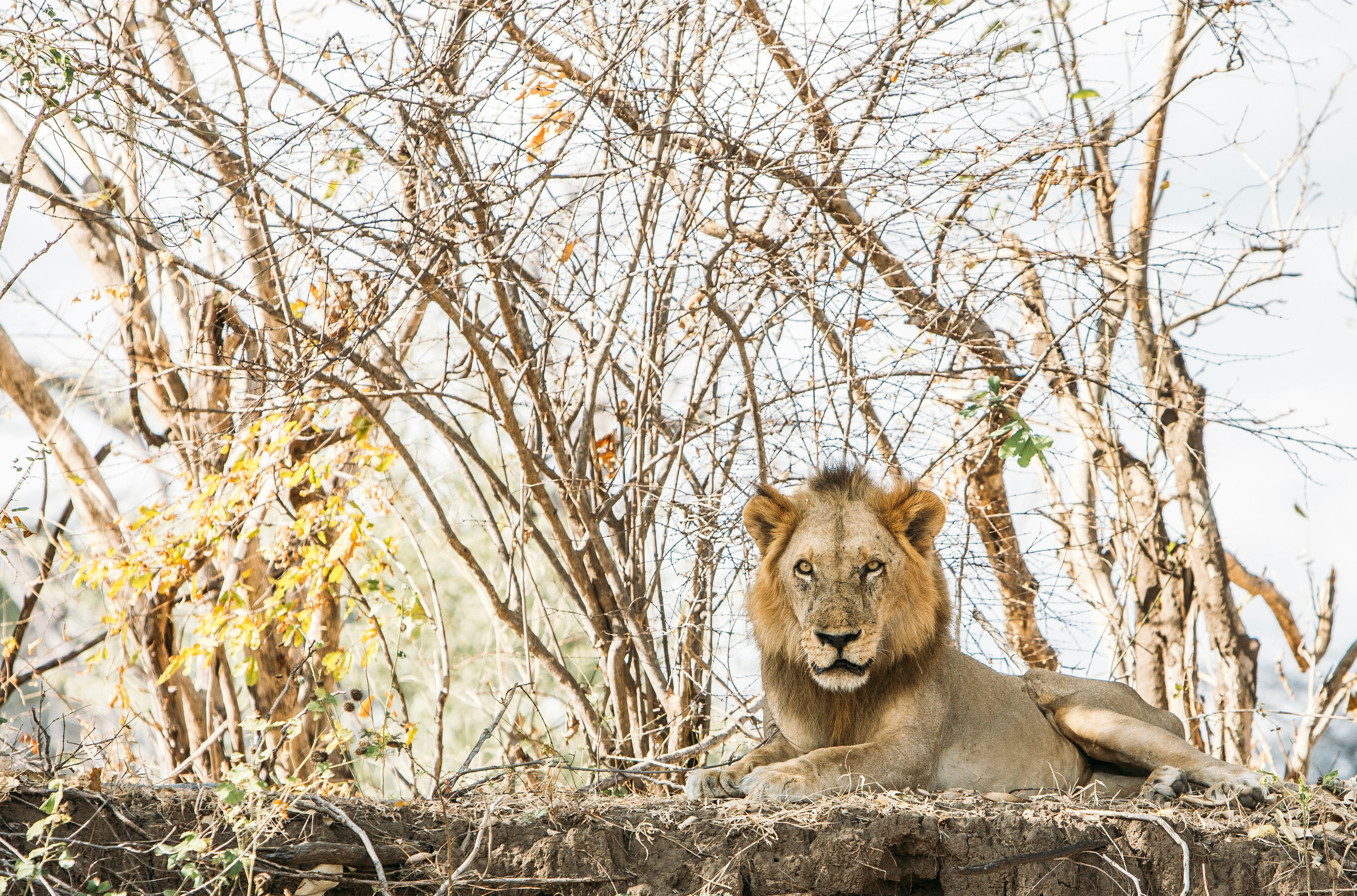 Regal Sentinel on the Log: A Pride's Quiet Watch