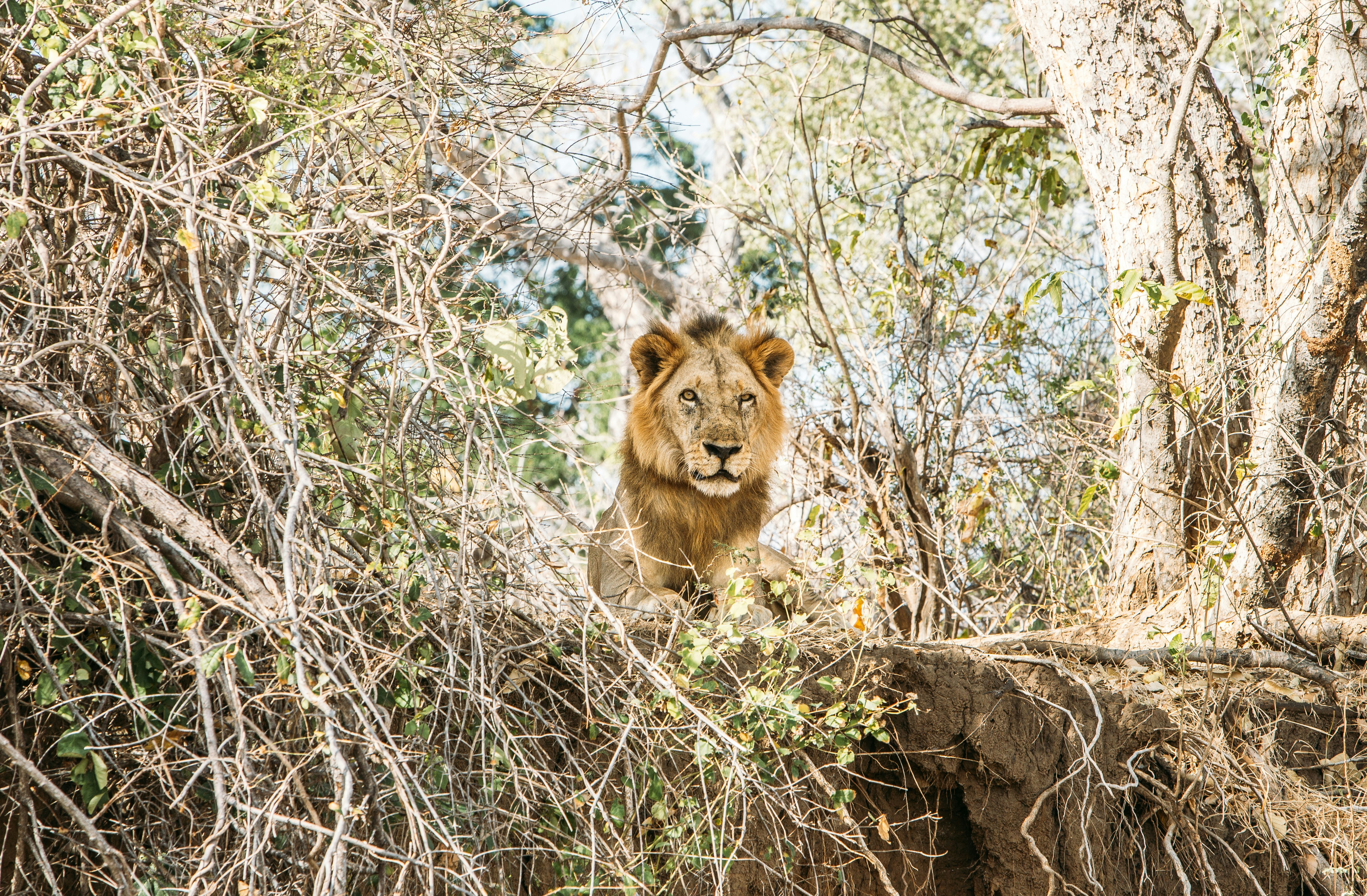 Lion Cub Emerges from the Thicket: A Quiet Sentinel Above the Crested Dune