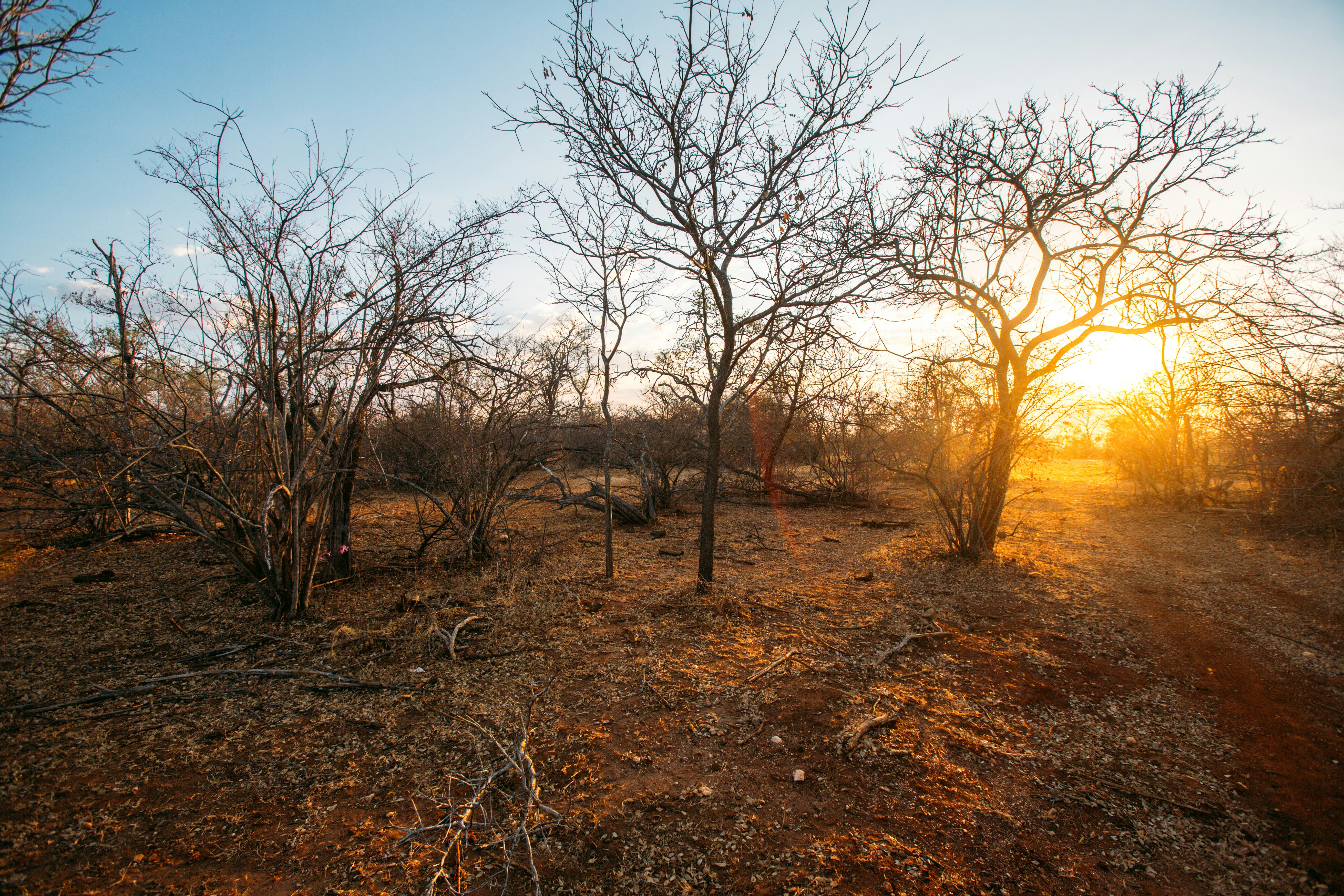 Sunlit Desert Orchard at Dusk