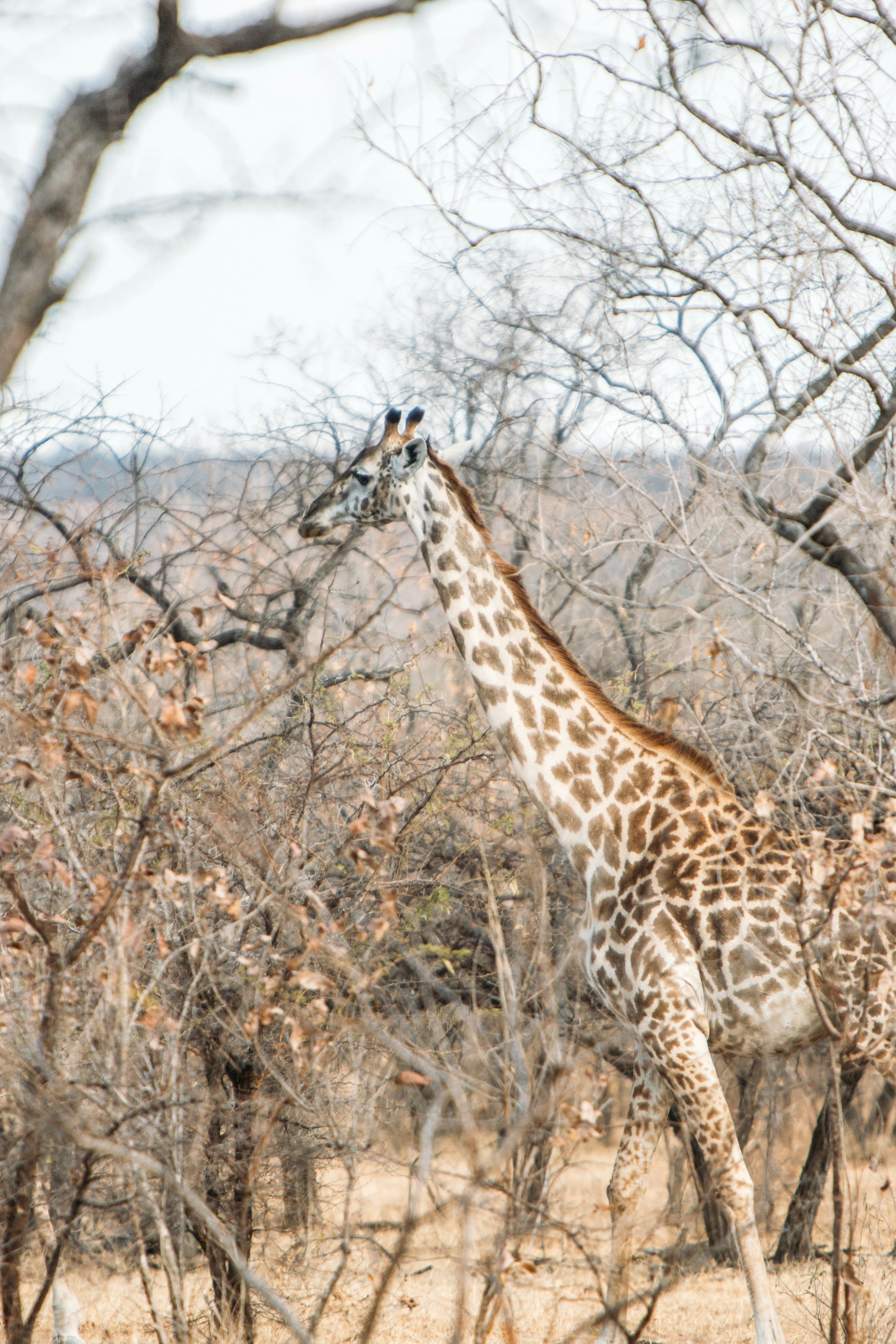 Giraffe among leafless branches in dry savanna