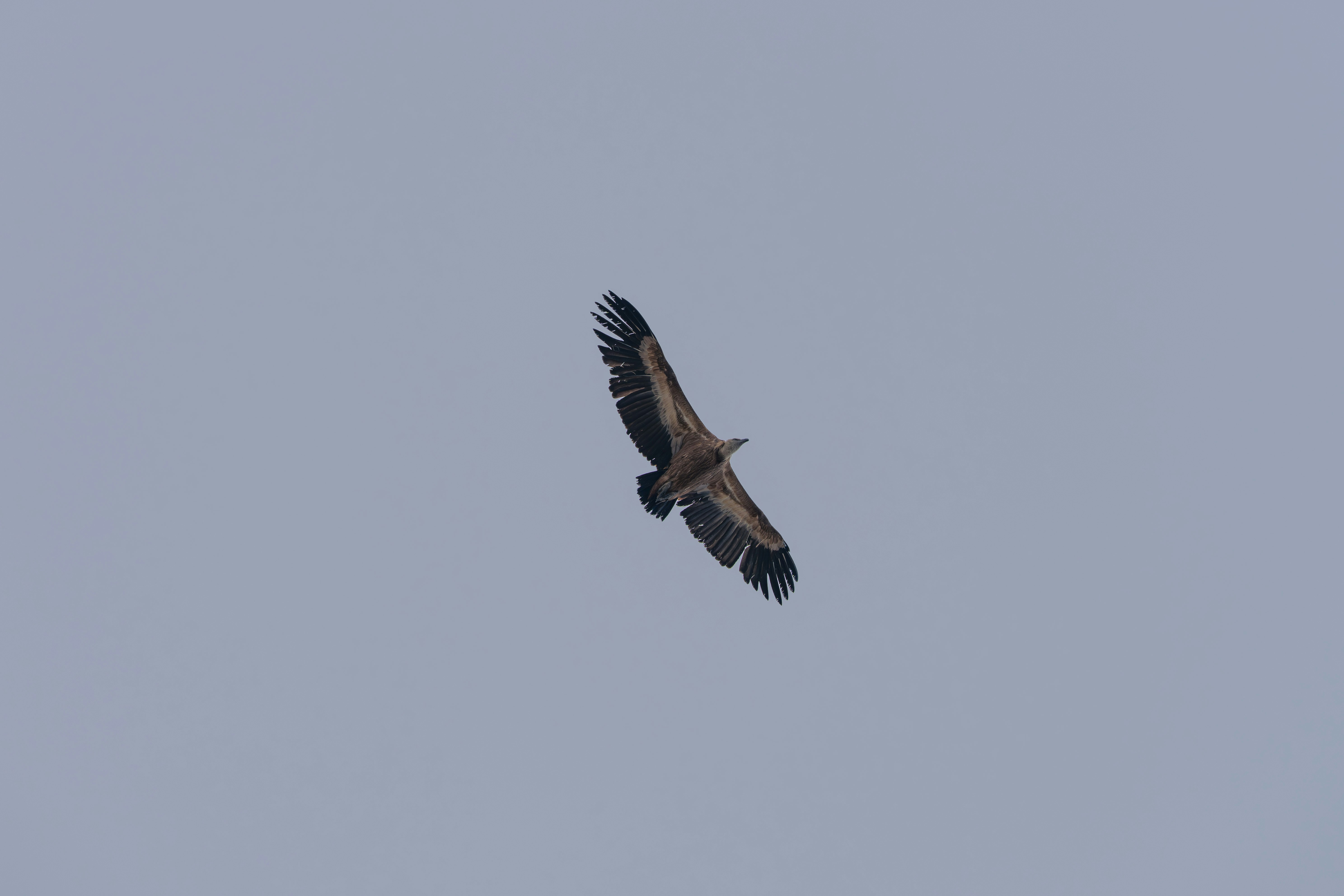 Winged Silhouette in Softer Sky