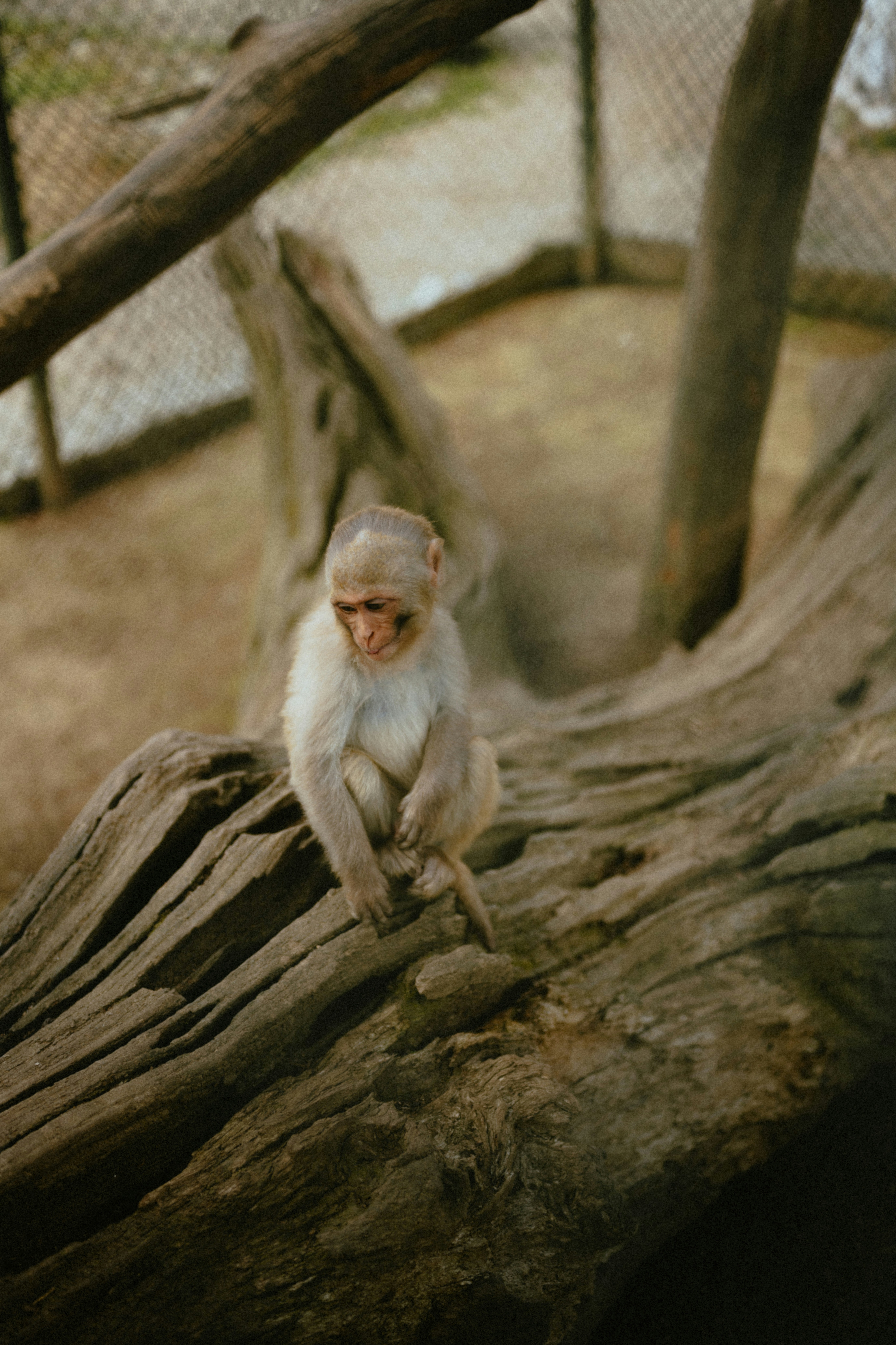 Curious juvenile amid weathered roots in a sunlit enclosure