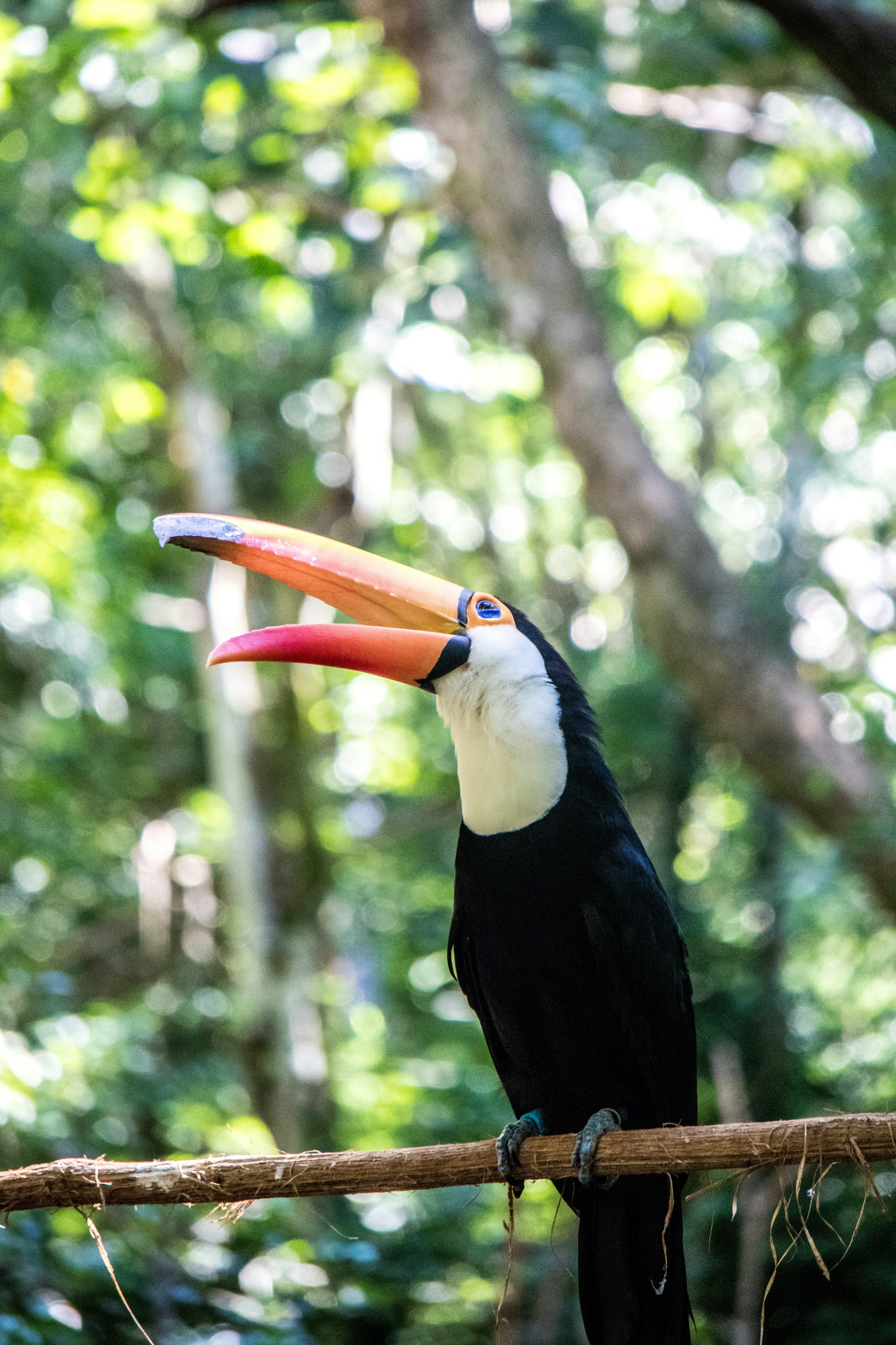 A toucan with its beak open sitting on a branch.