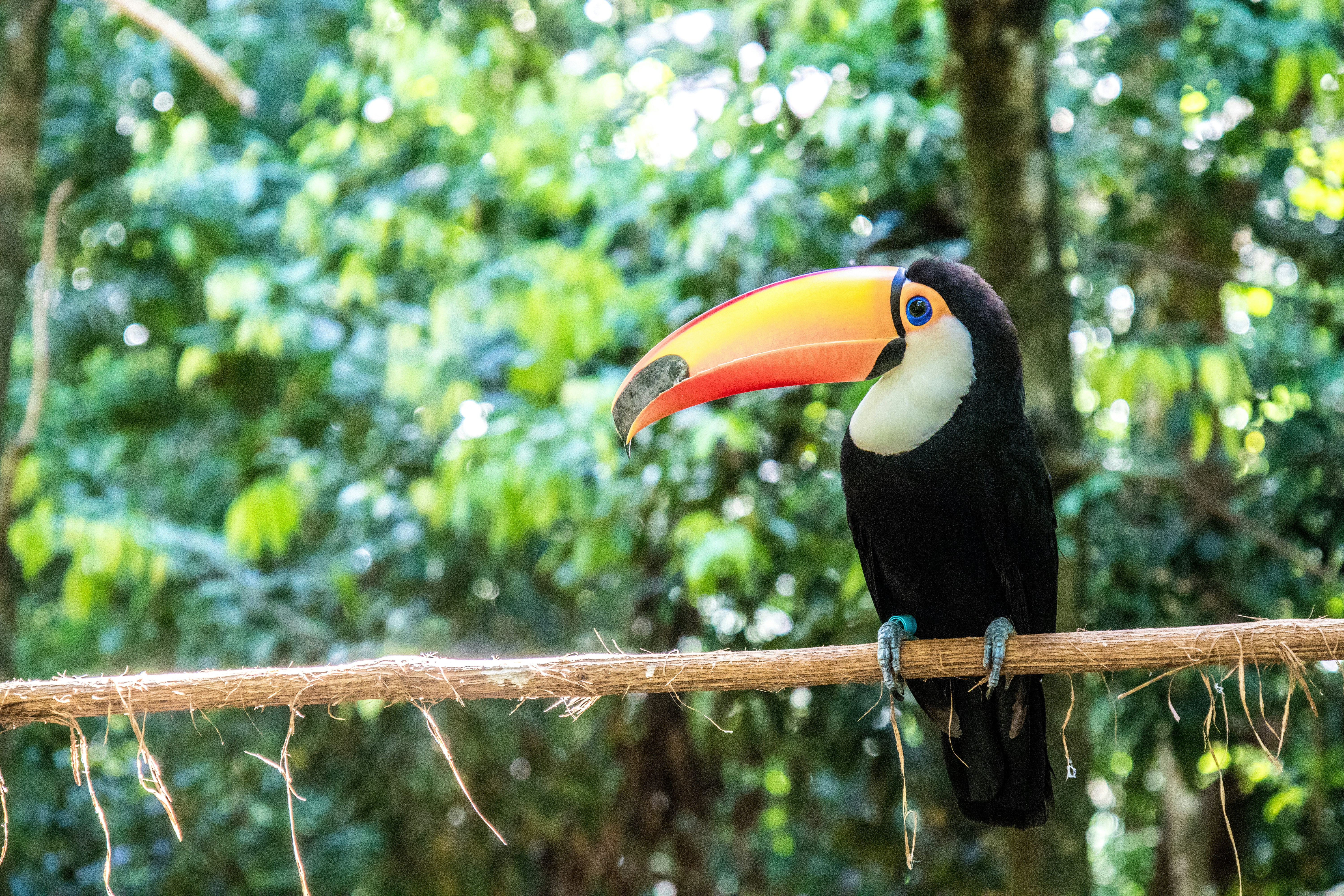 A toucan with a large orange beak on a branch.