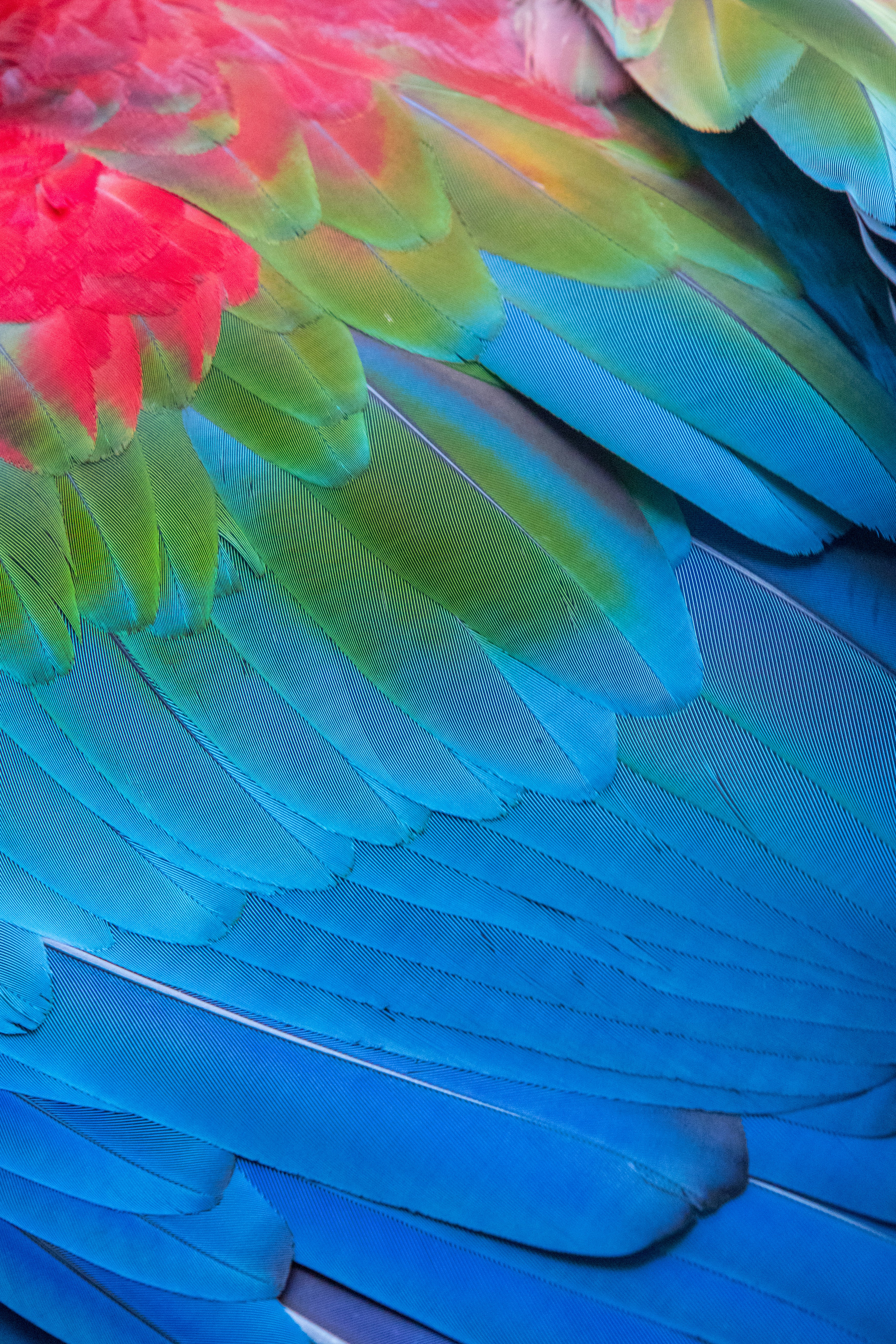 Rainbow Feather Mosaic: A Close-Up of Vivid Parrot Plumage