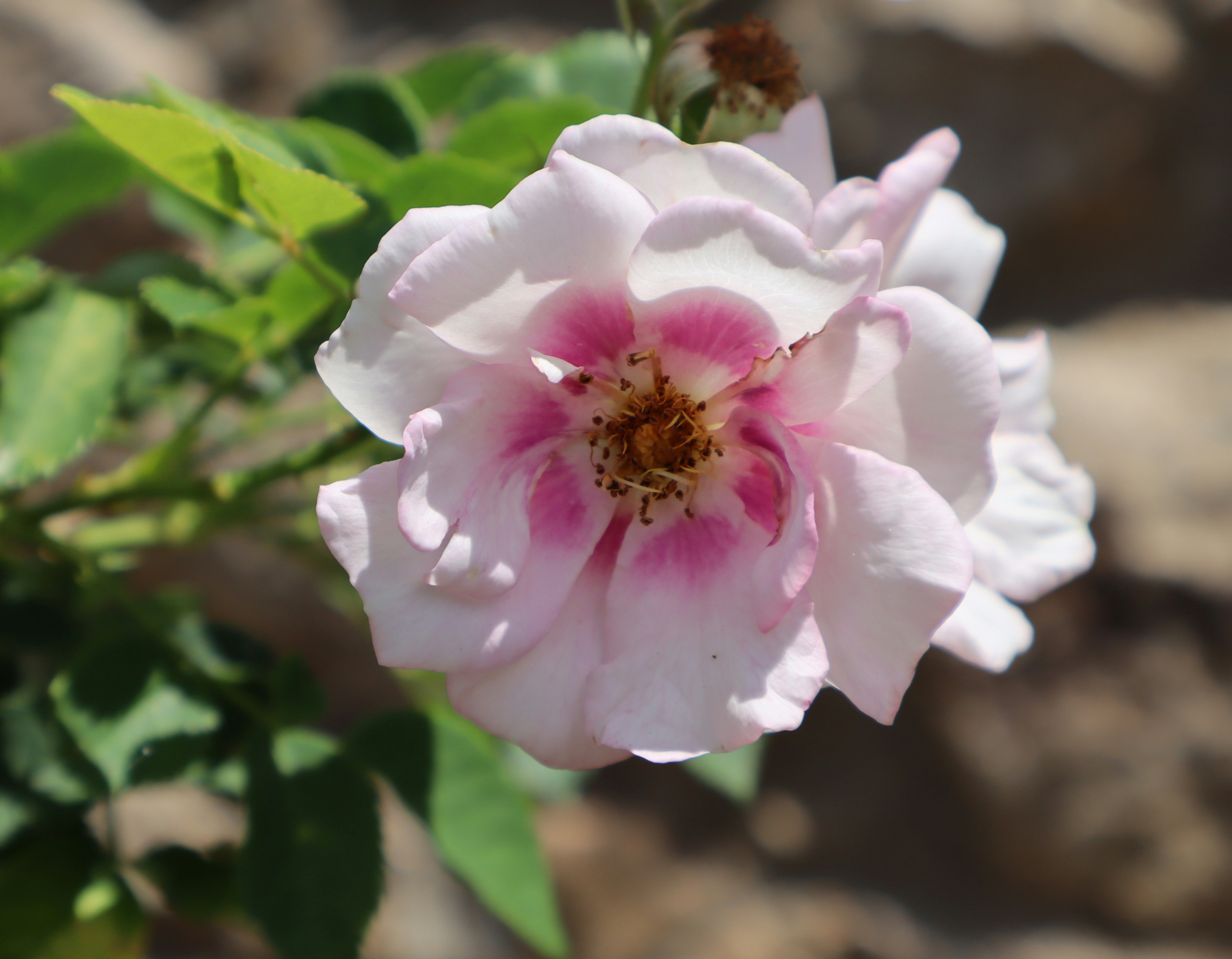 Soft-petal Bloom: a close-up of a pale rose with pink throat