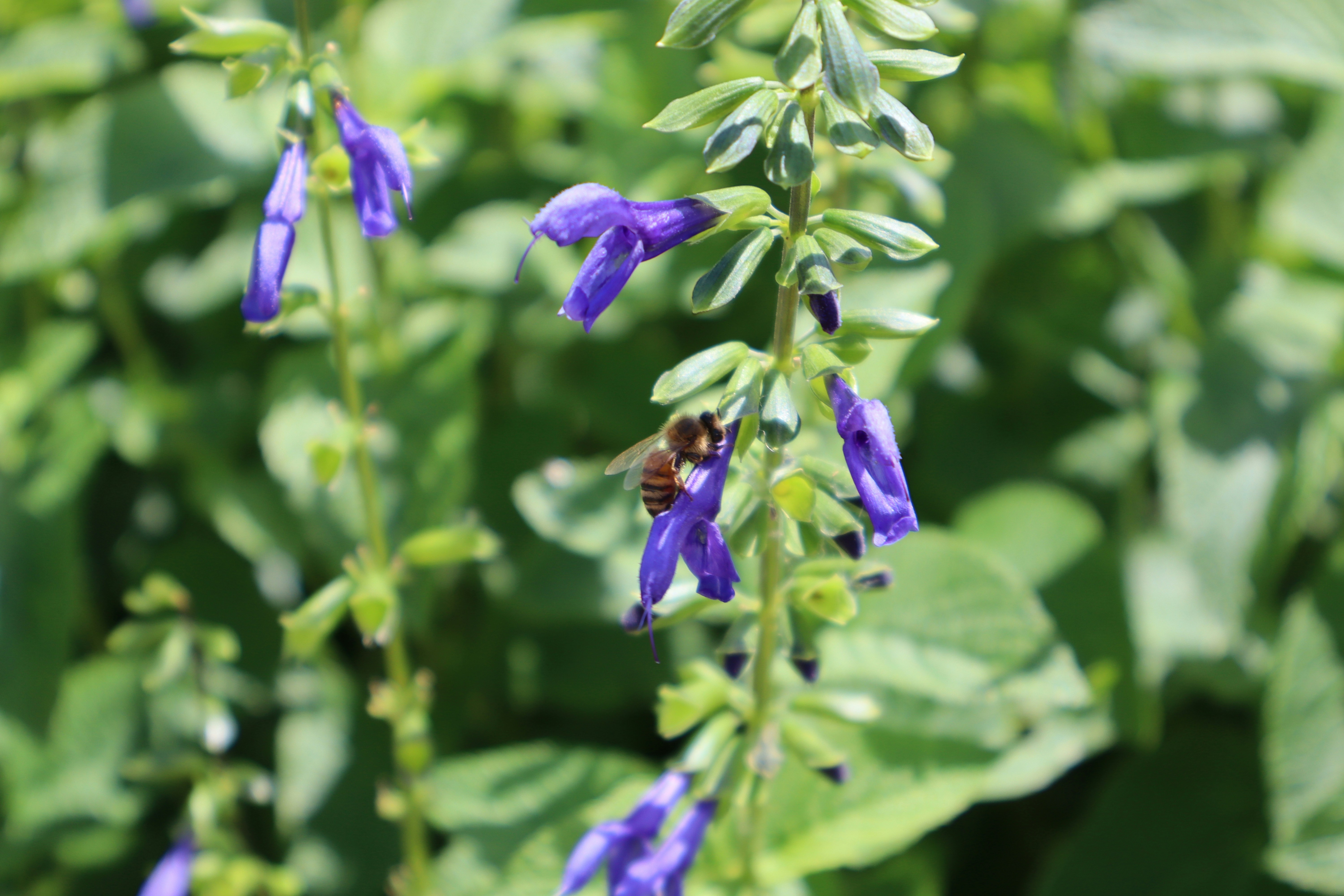 Bee on a Violet Spike: Close-Up Amid Greenery