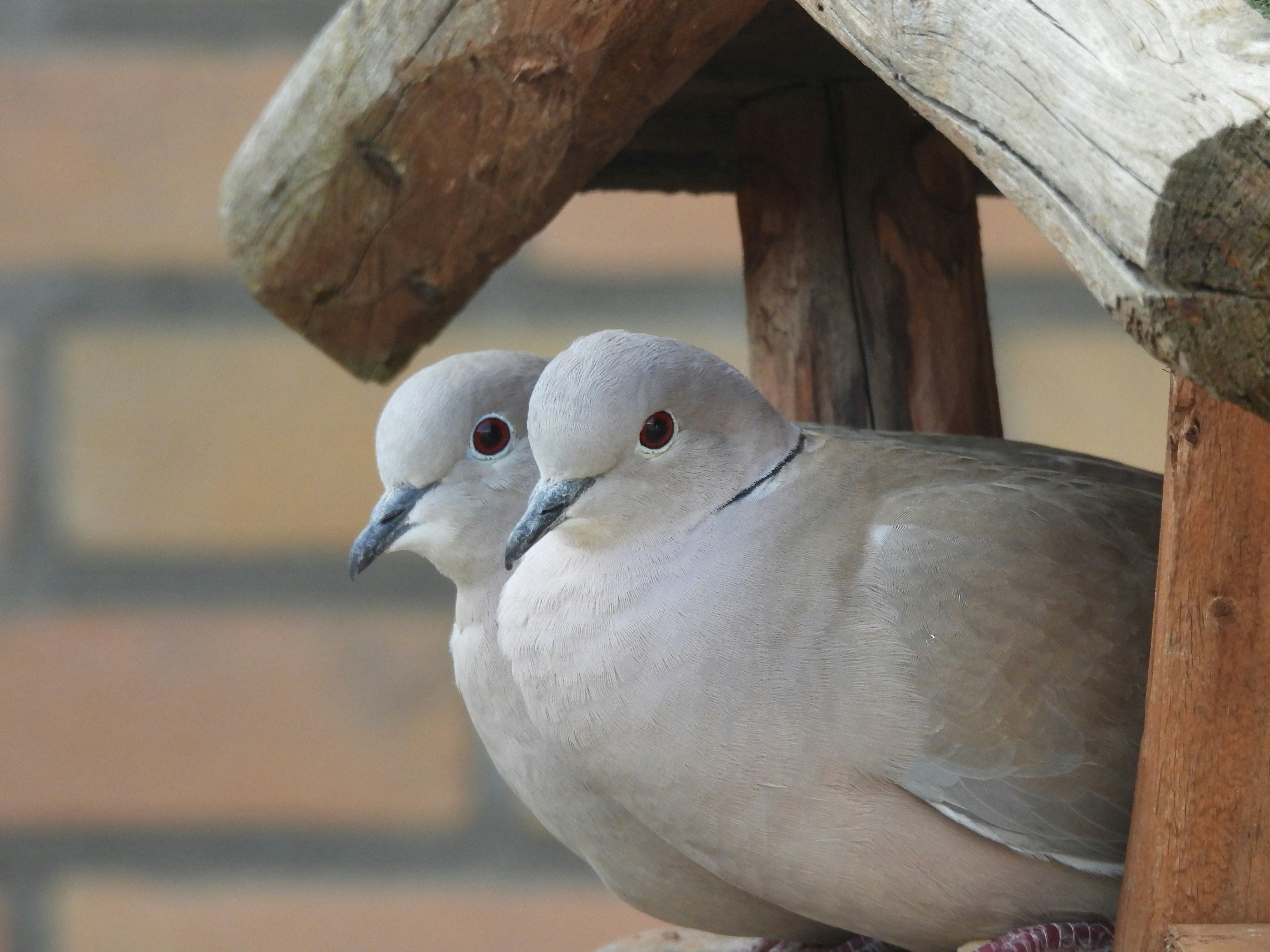 Twin Pigeons Under a Rustic Ingress