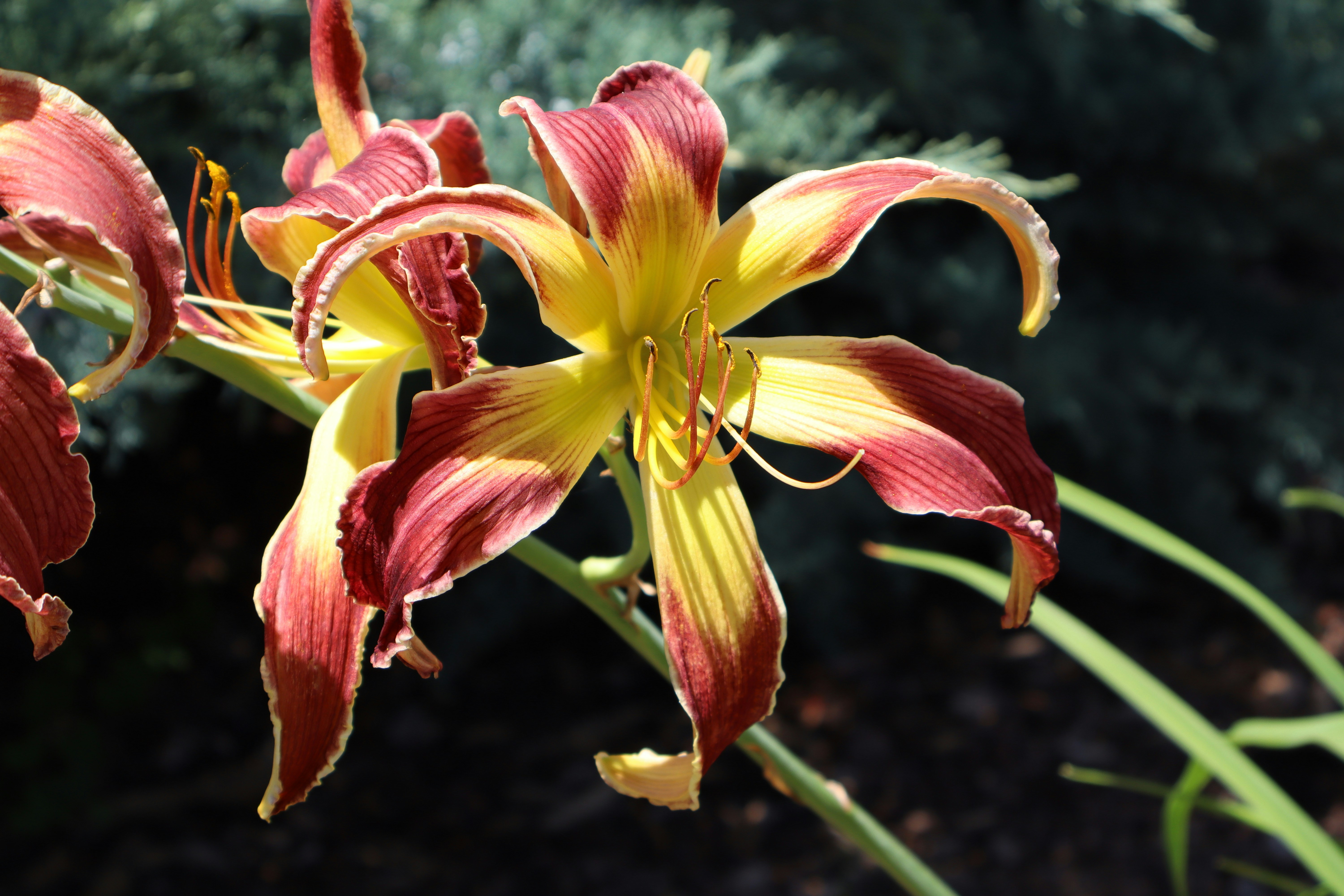 Crimson-yellow Daylily: Frilled Petals in Focused Dawn Light