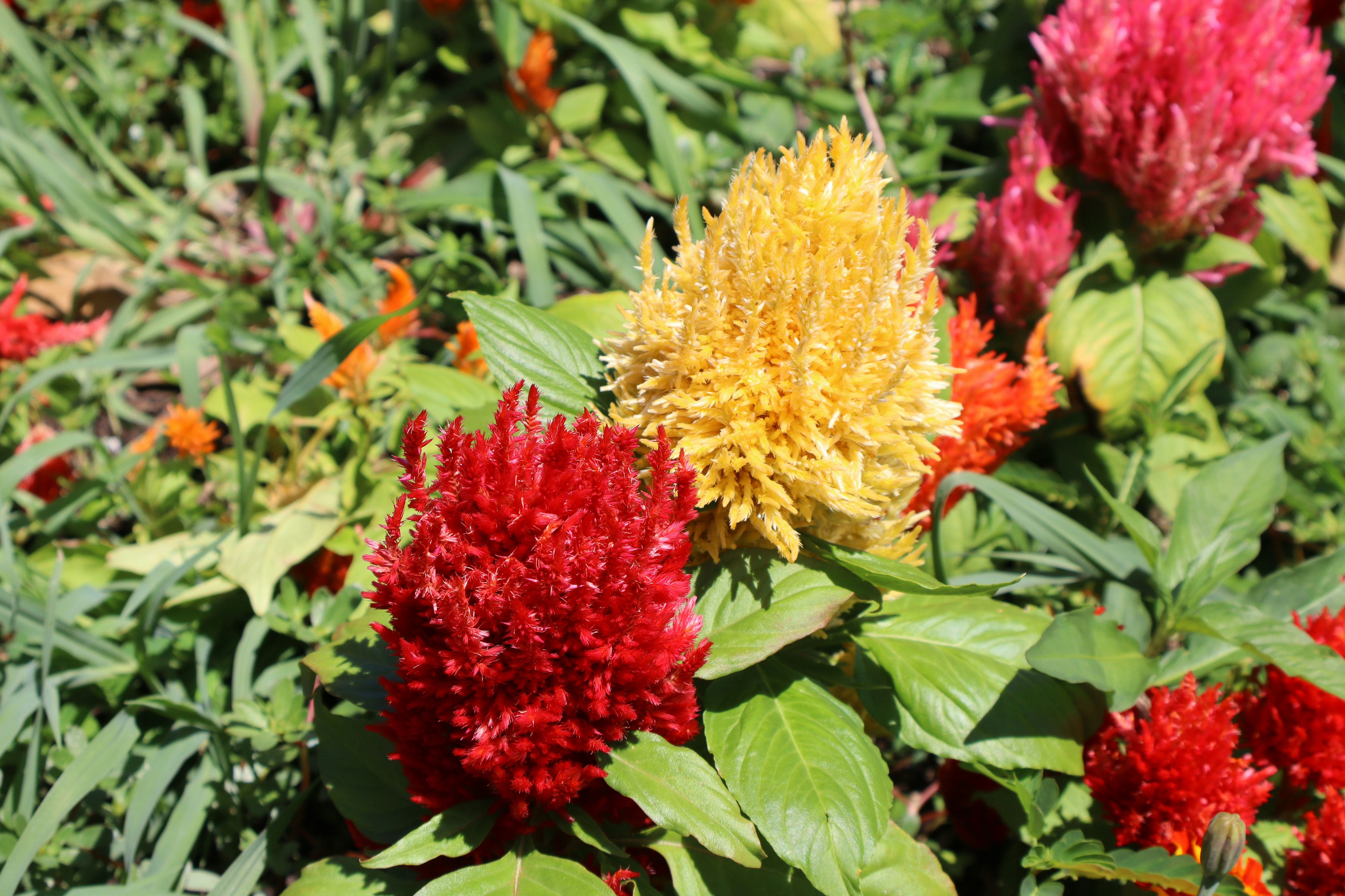 Sunlit Celosia: Crimson, Gold, and Fern-green in a Blooming Bed