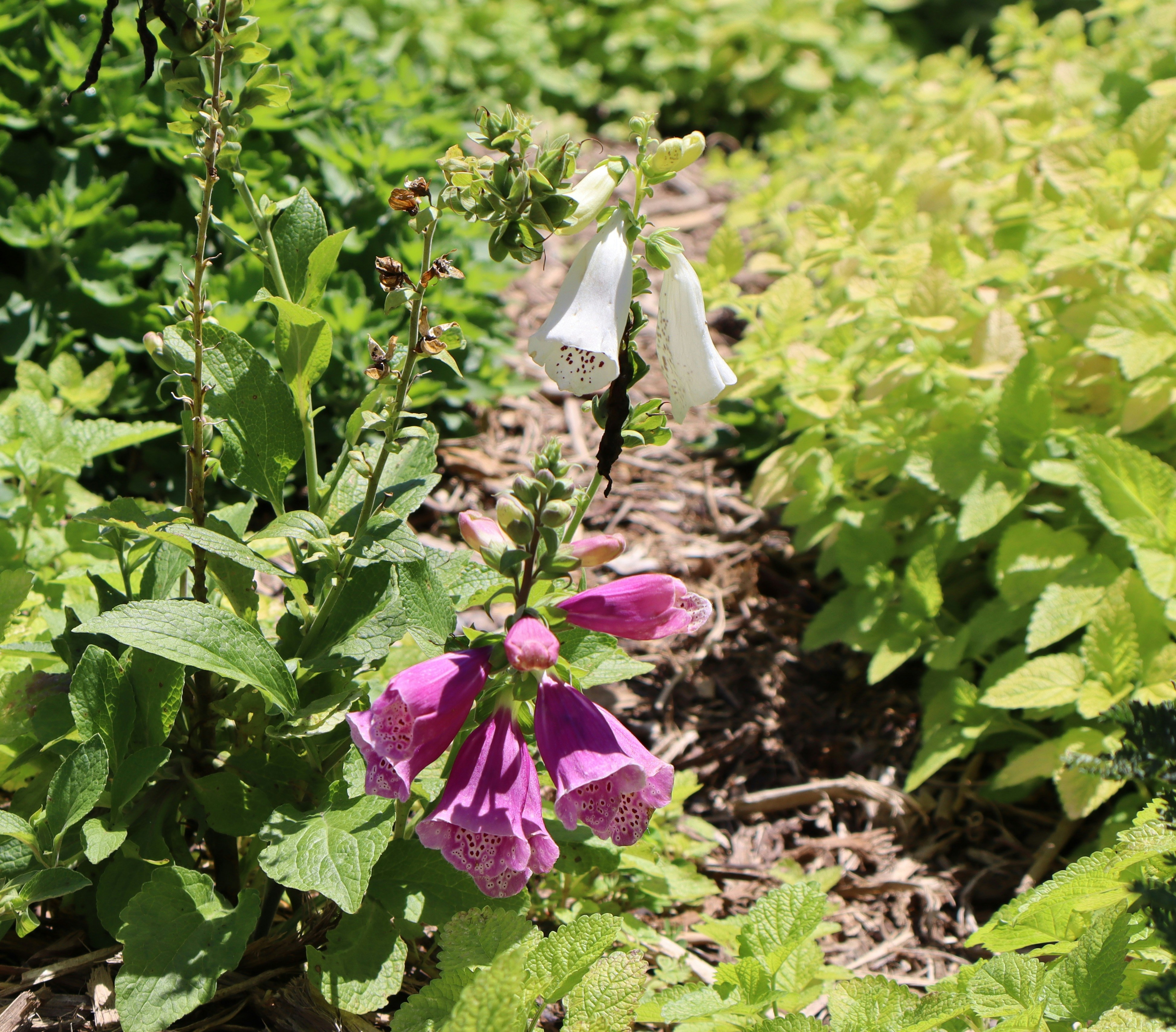 Purple bells in a sunlit garden path