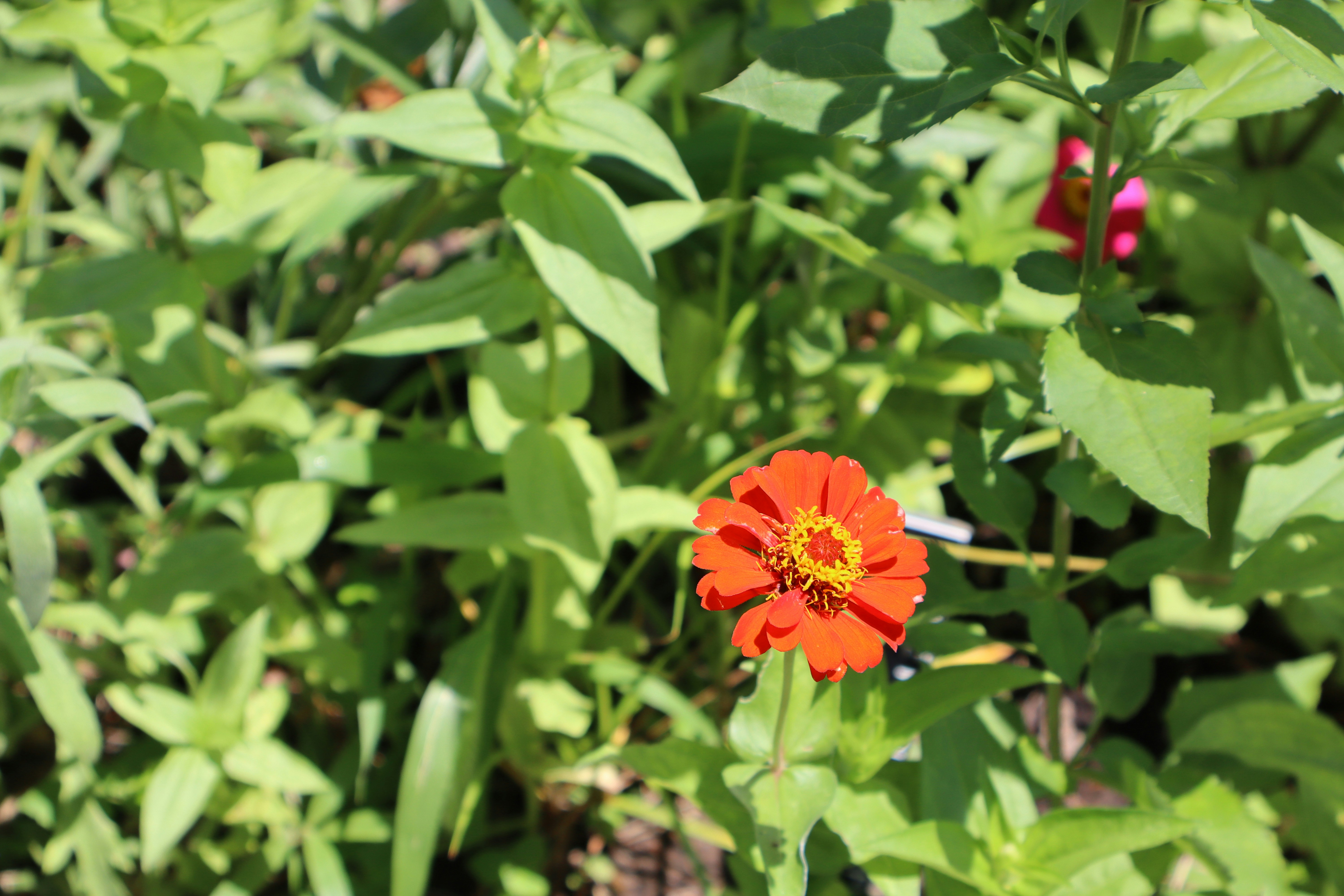 Red Zinnia in a Sea of Green