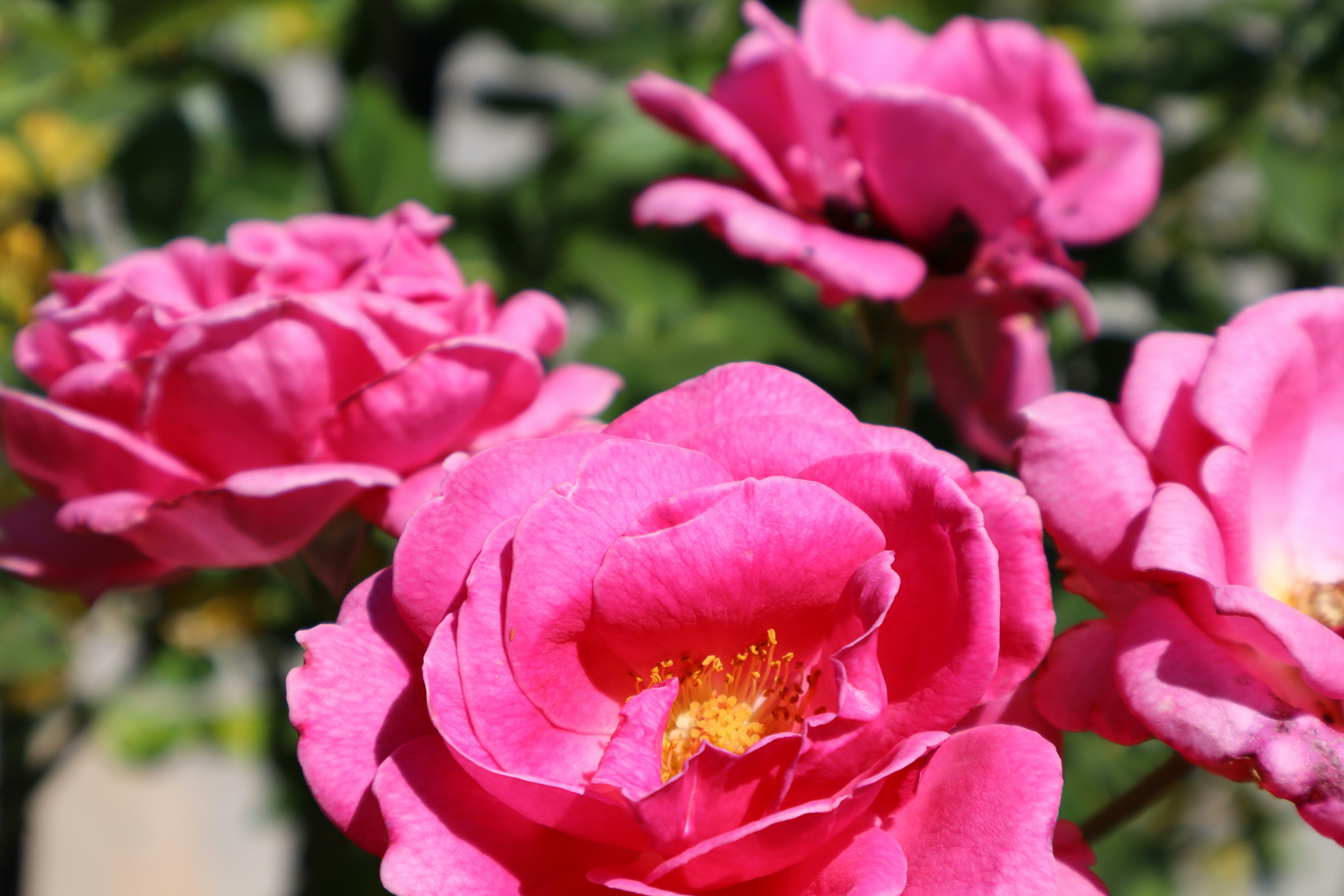 Pink Rose Mosaic: Close-Up of Velvet Petals and Golden Stamens