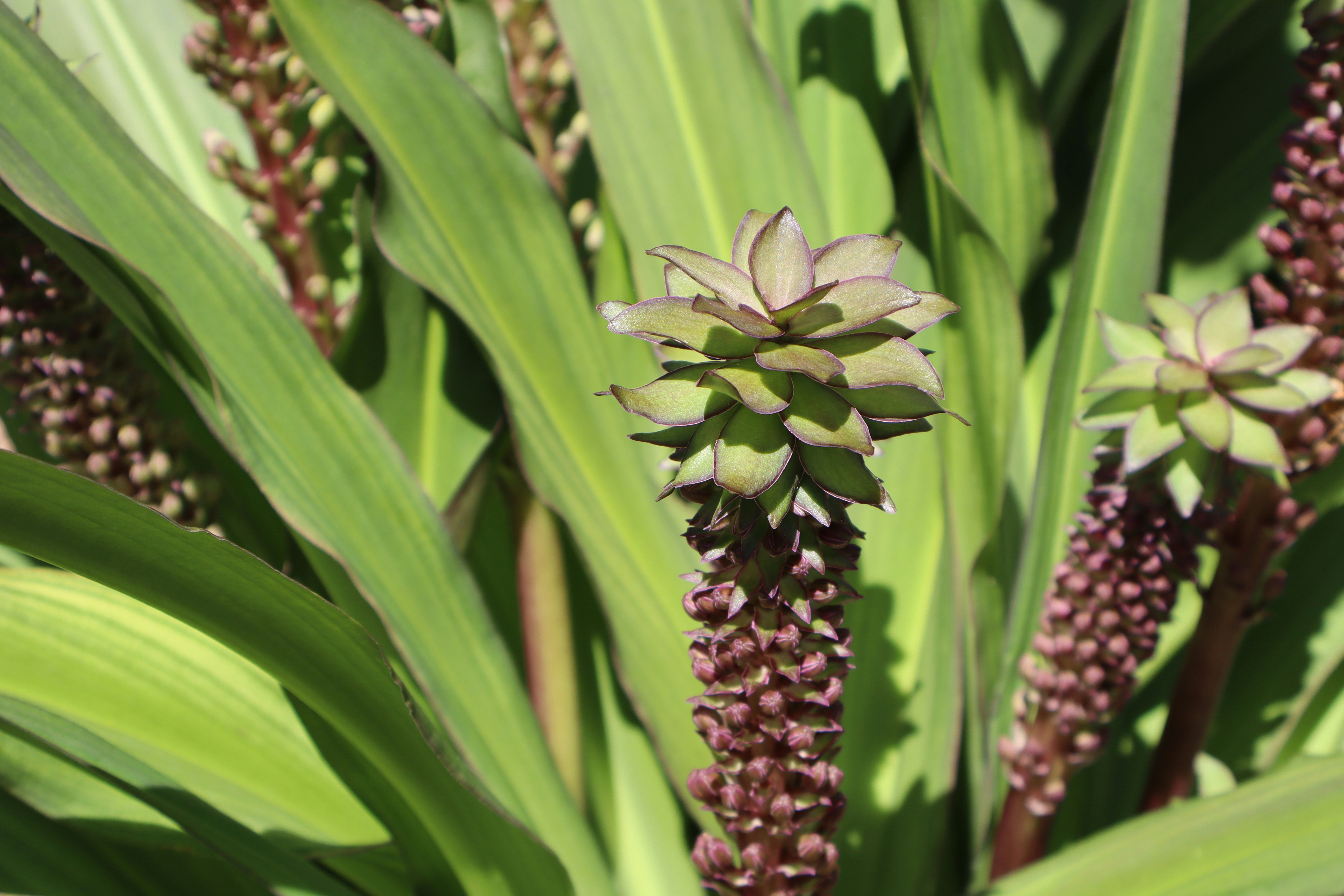 Emerald Crown: A Bursting Rosette Amid Green Spires