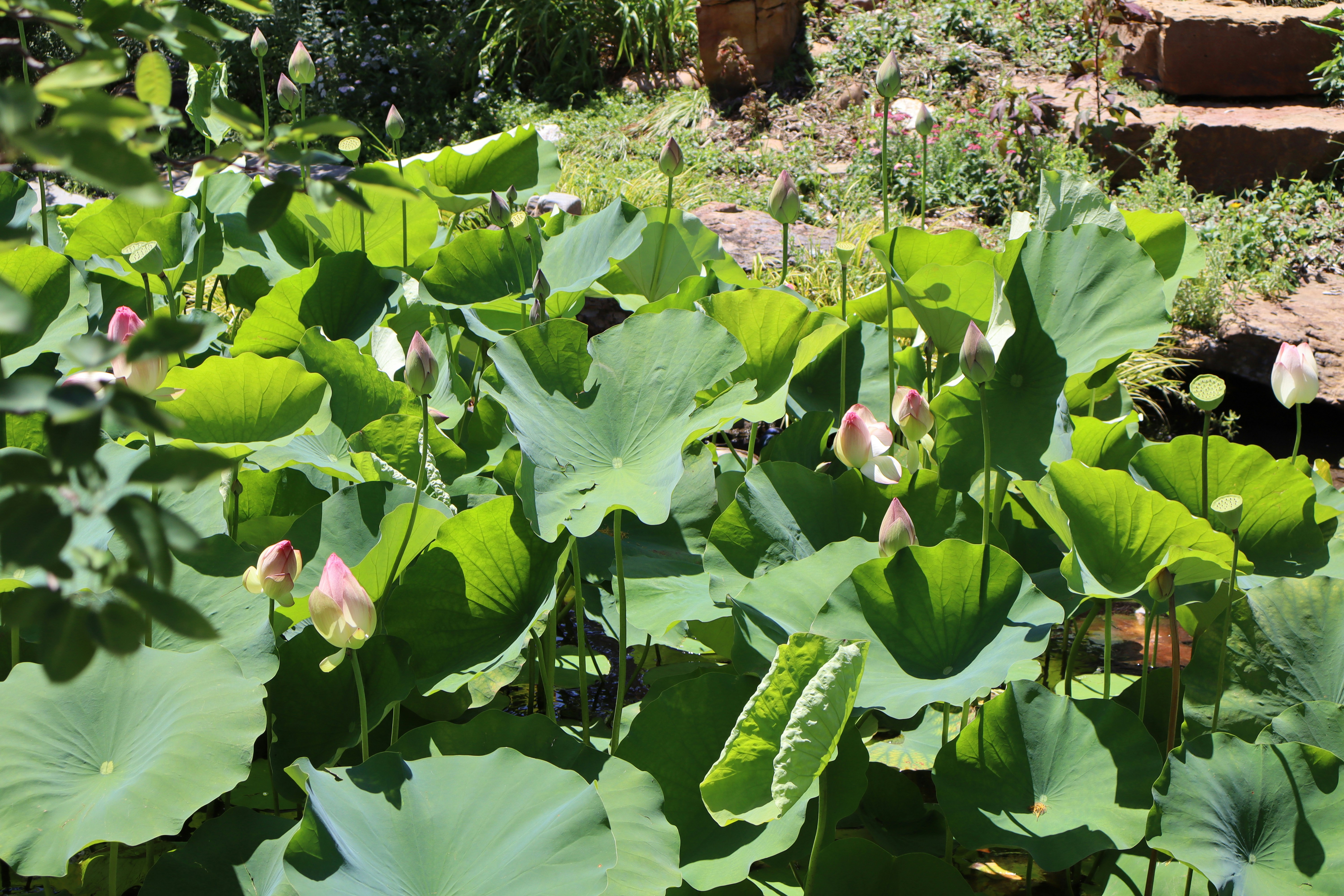 Lotus Meadow in Sunlit Quiet