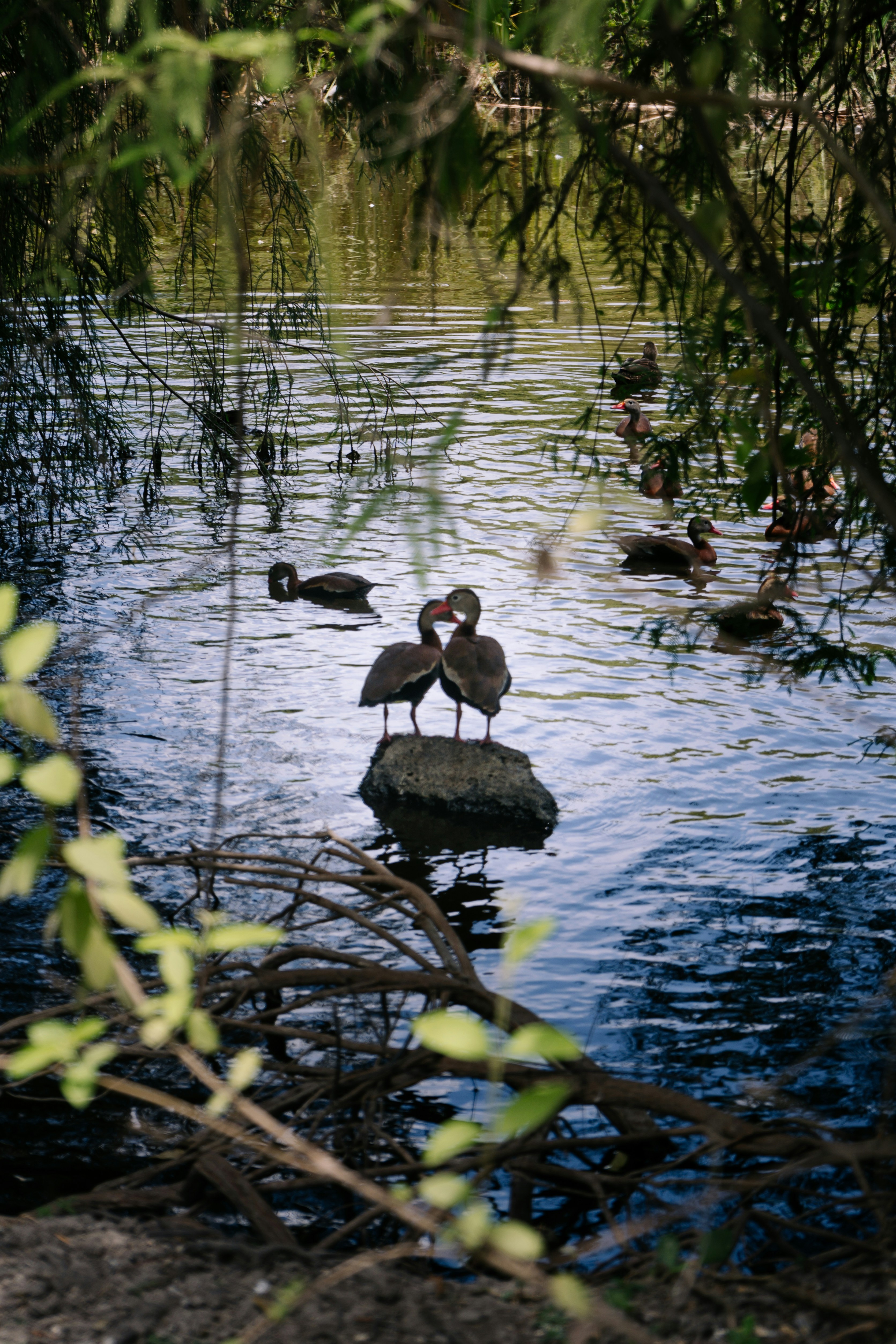 Two Flamingoes Shared Moment on a Sunlit Rock