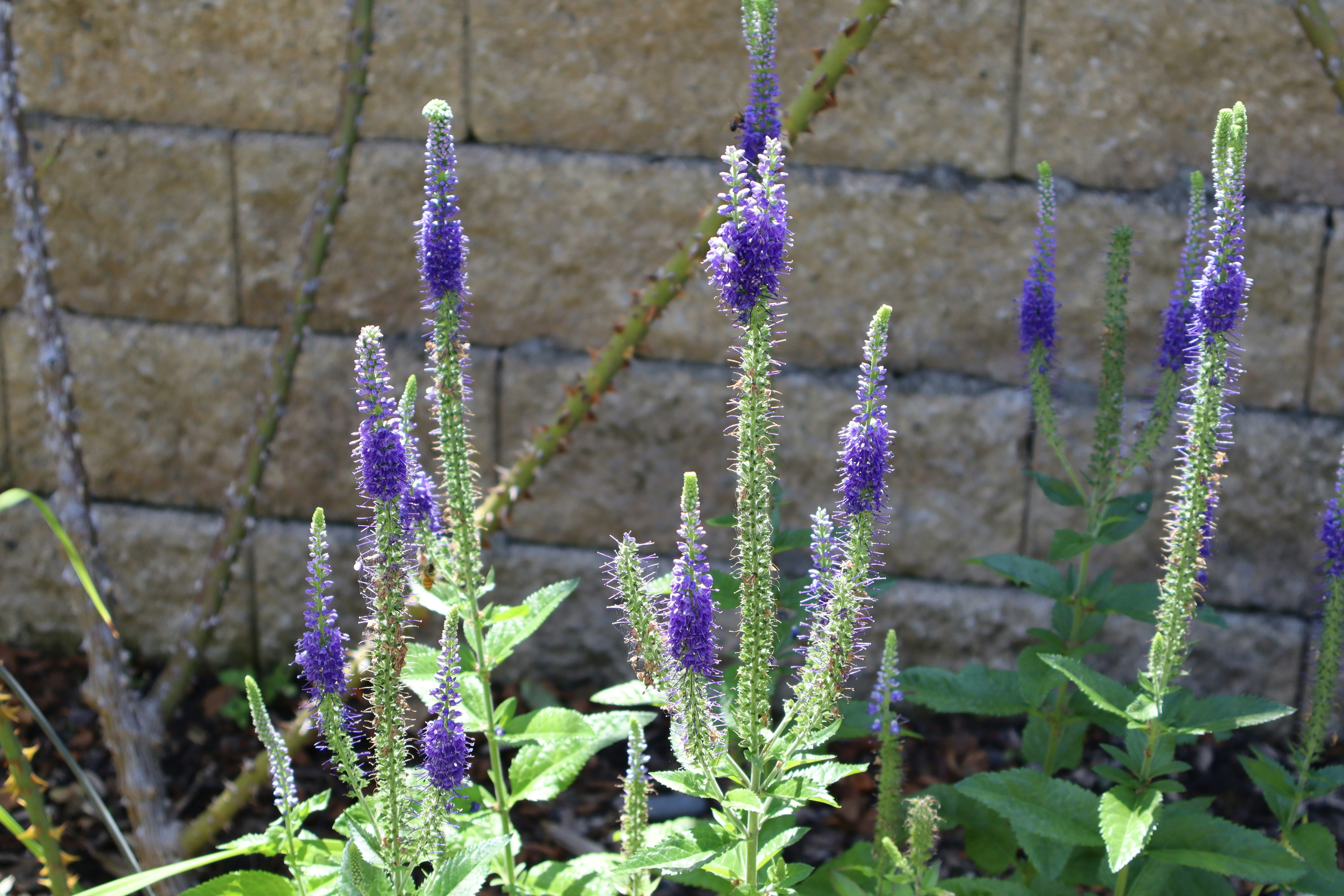Purple Spike Garden in a Quiet Yard