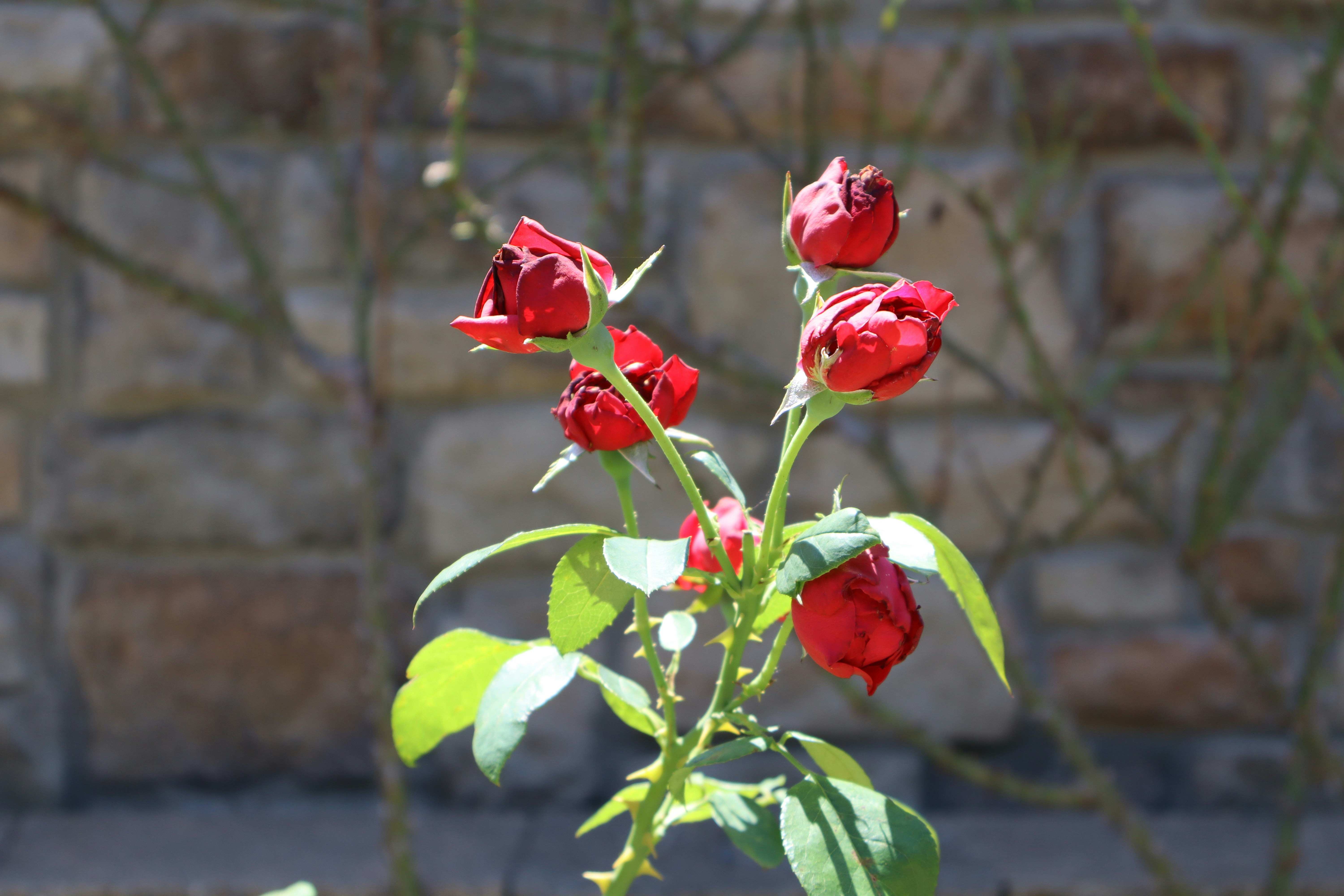 Red roses against a stone wall: a sunlit bloom in focus