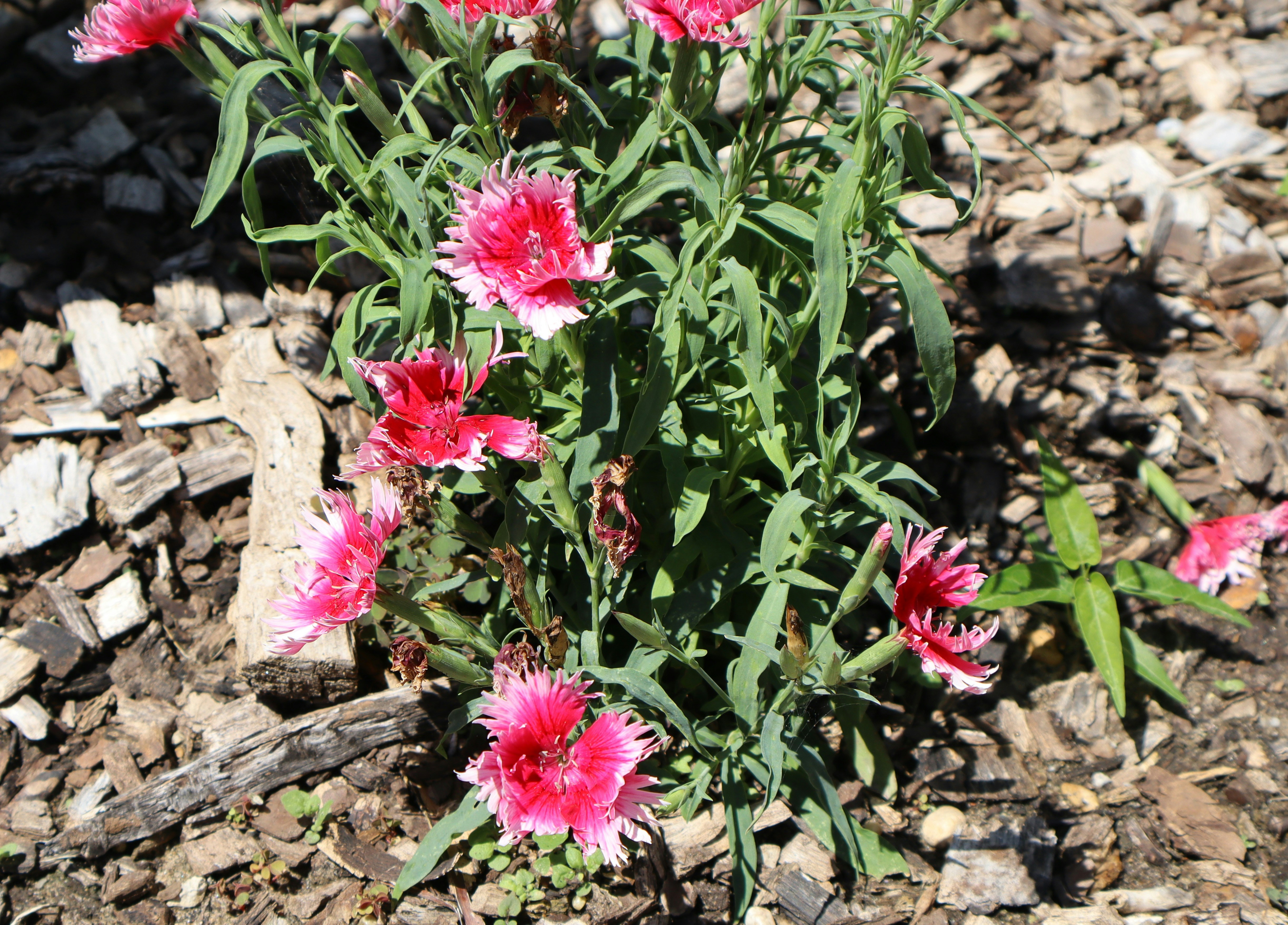 Pink-edged Dianthus in sunlit gravel bed