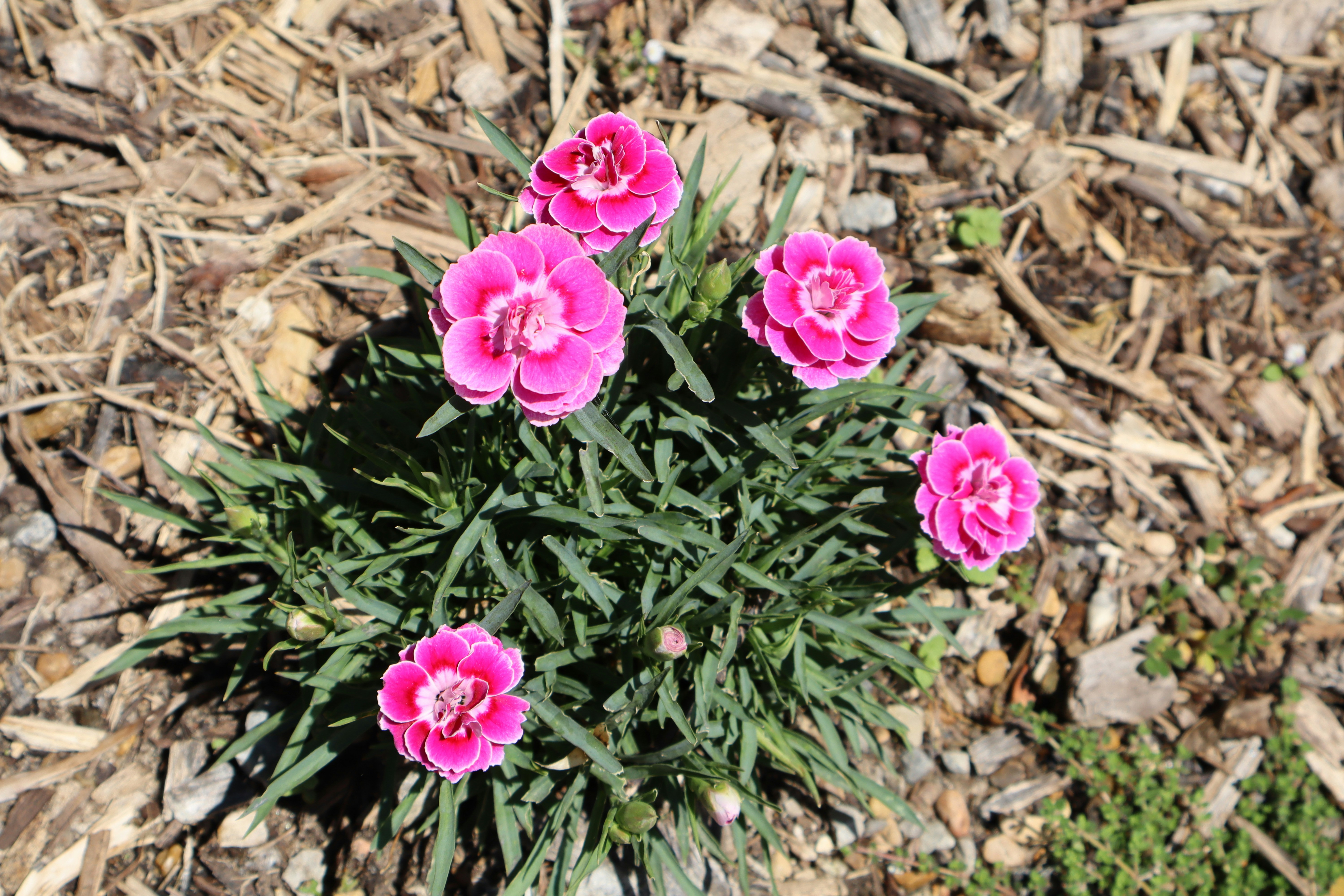 Pink-edged blossoms in sunlit mulch cradle a resilient plant