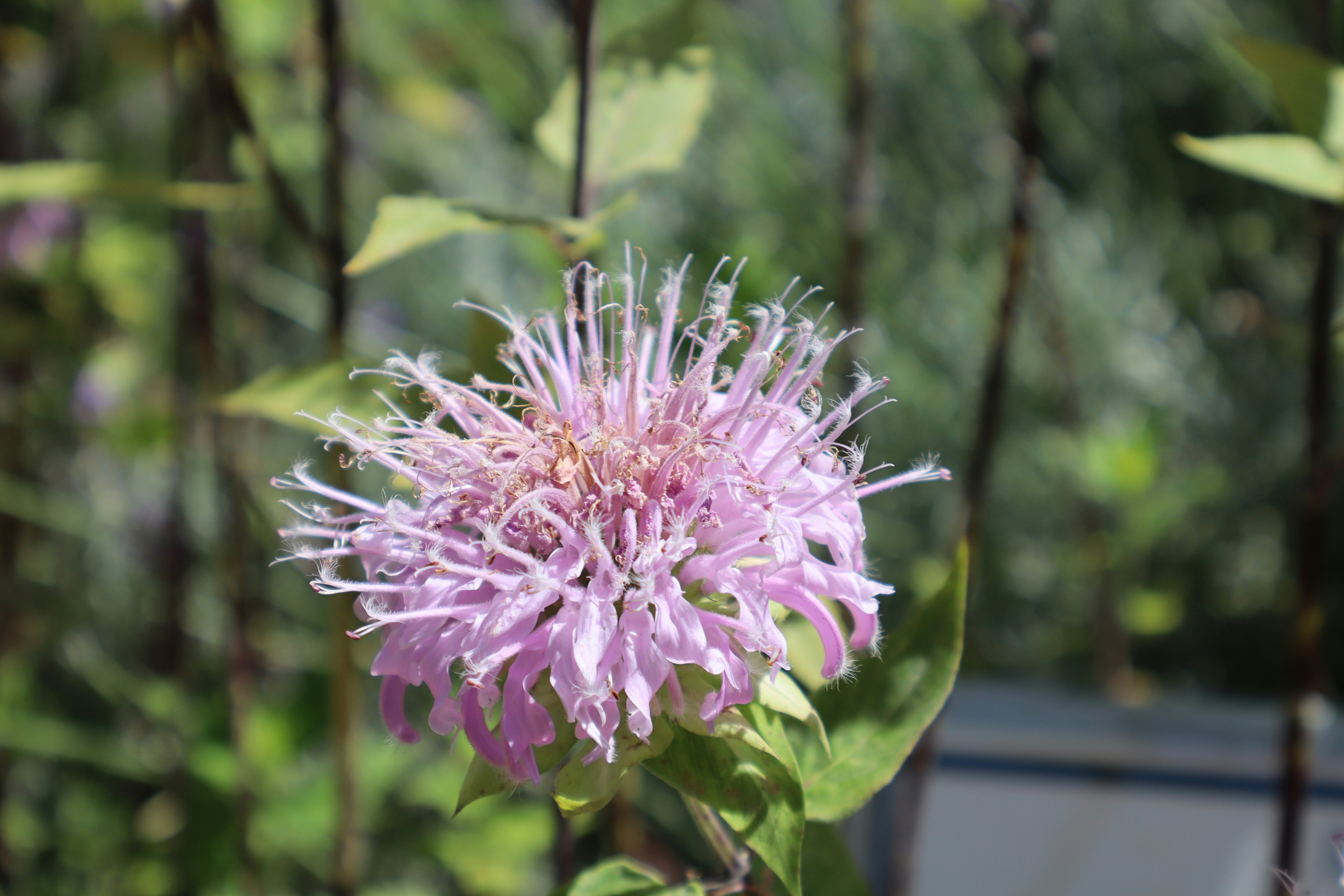Pink Spider Flower in Sunlit Garden