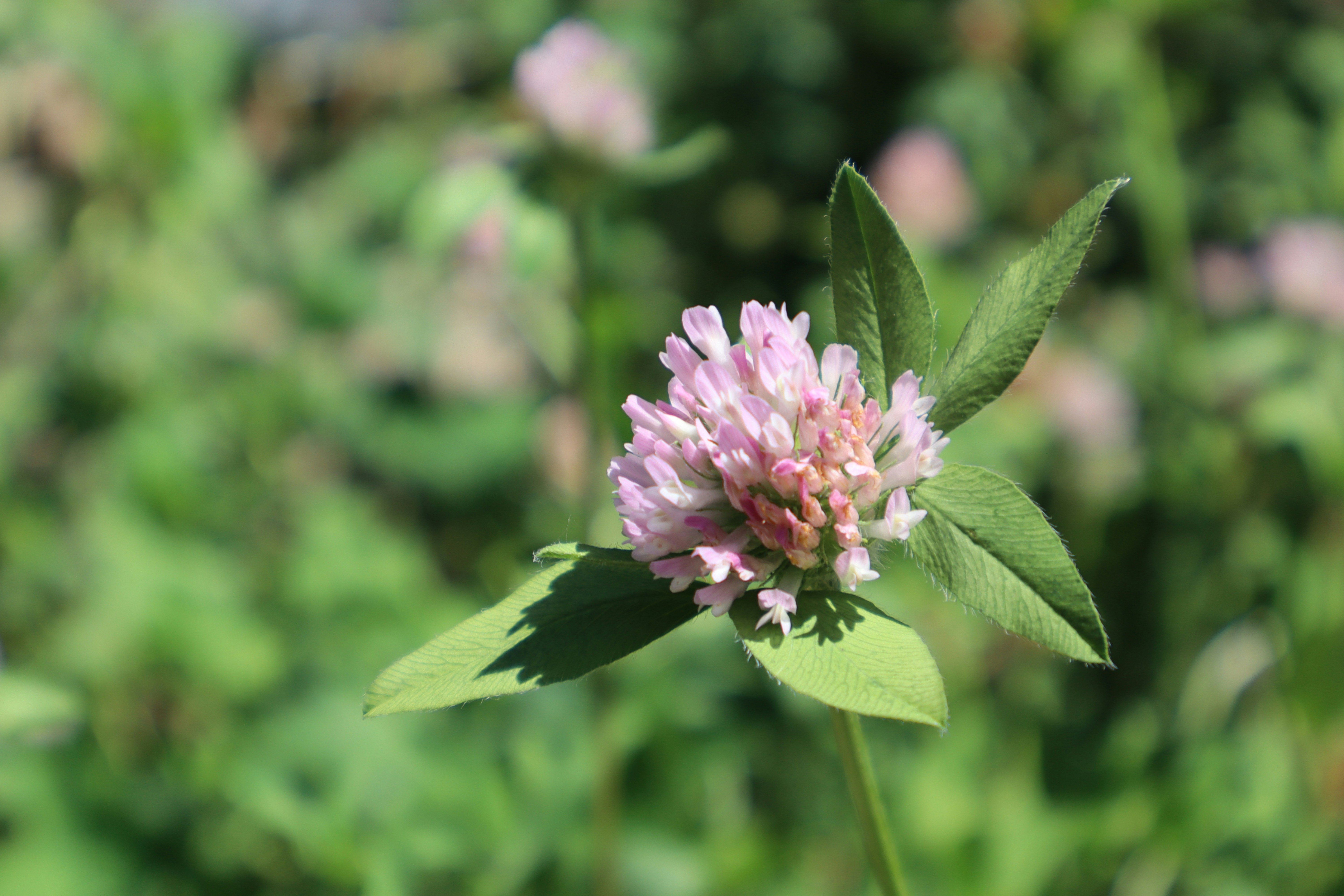 Red Clover / Trifolium pratense