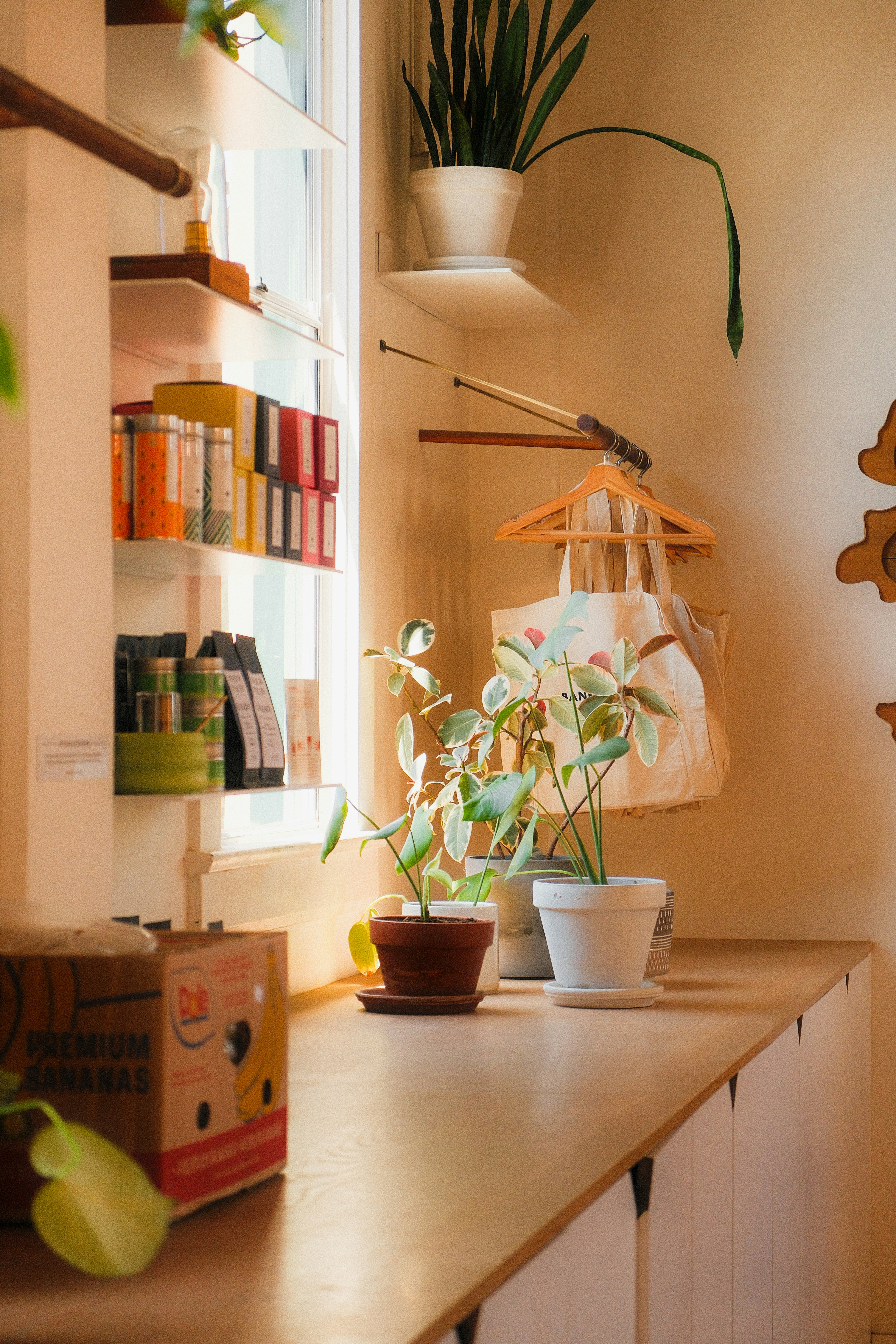 Potted plants on a wooden counter by a sunlit window.