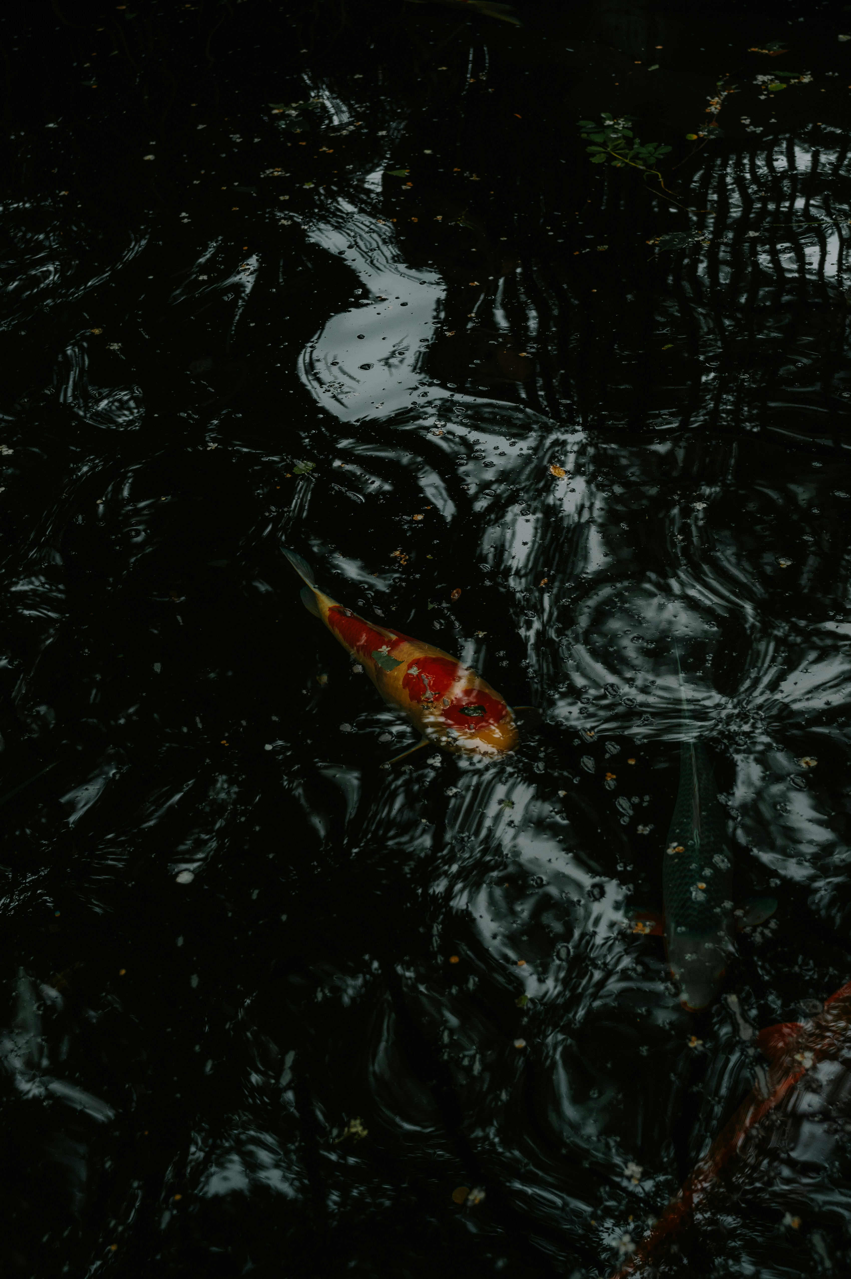 A colorful koi fish swims in dark, rippling water.