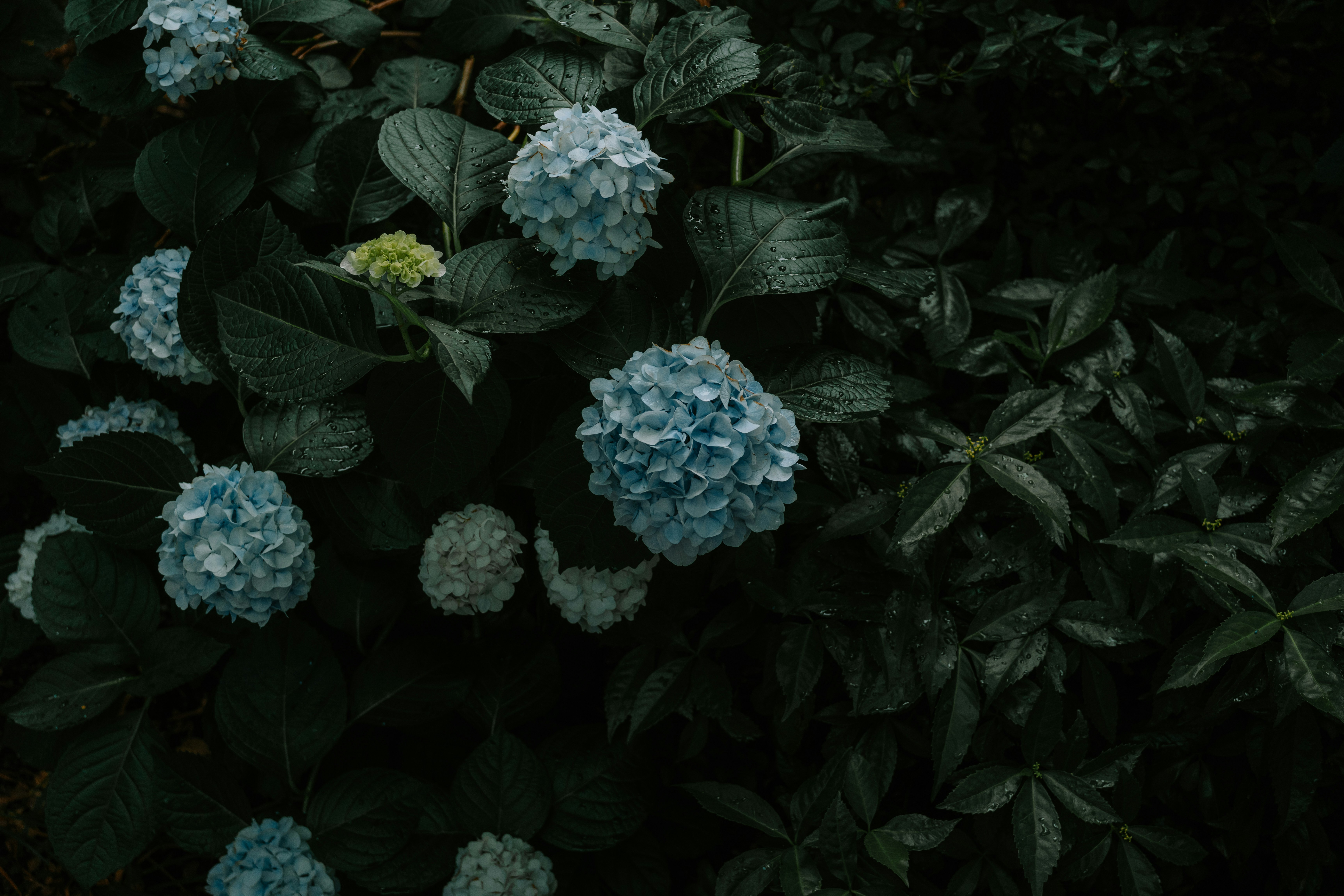 Midnight Hydrangeas: Moonlit Blooms Among Dense Foliage