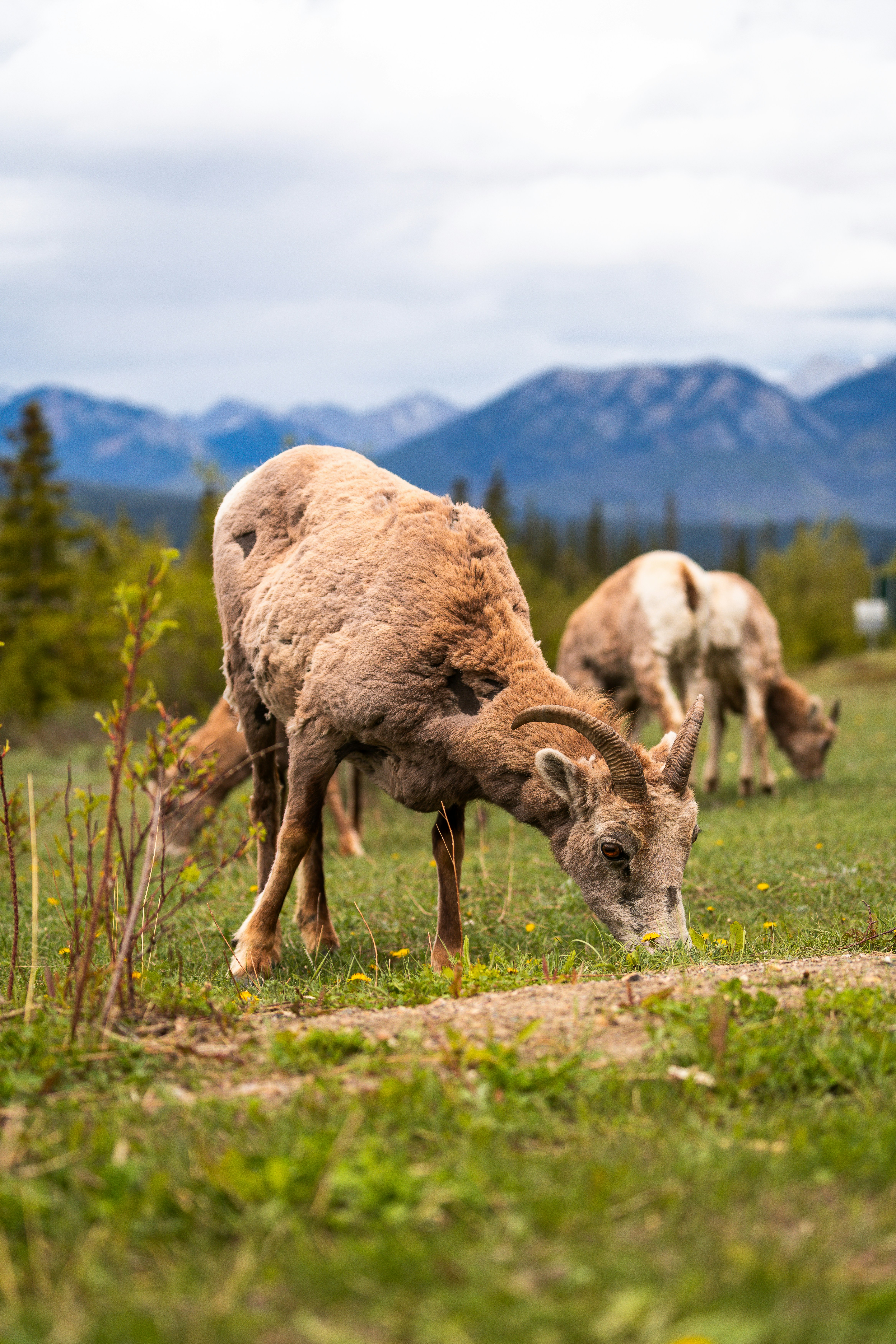 Grazing in the Shadow of the Rockies
