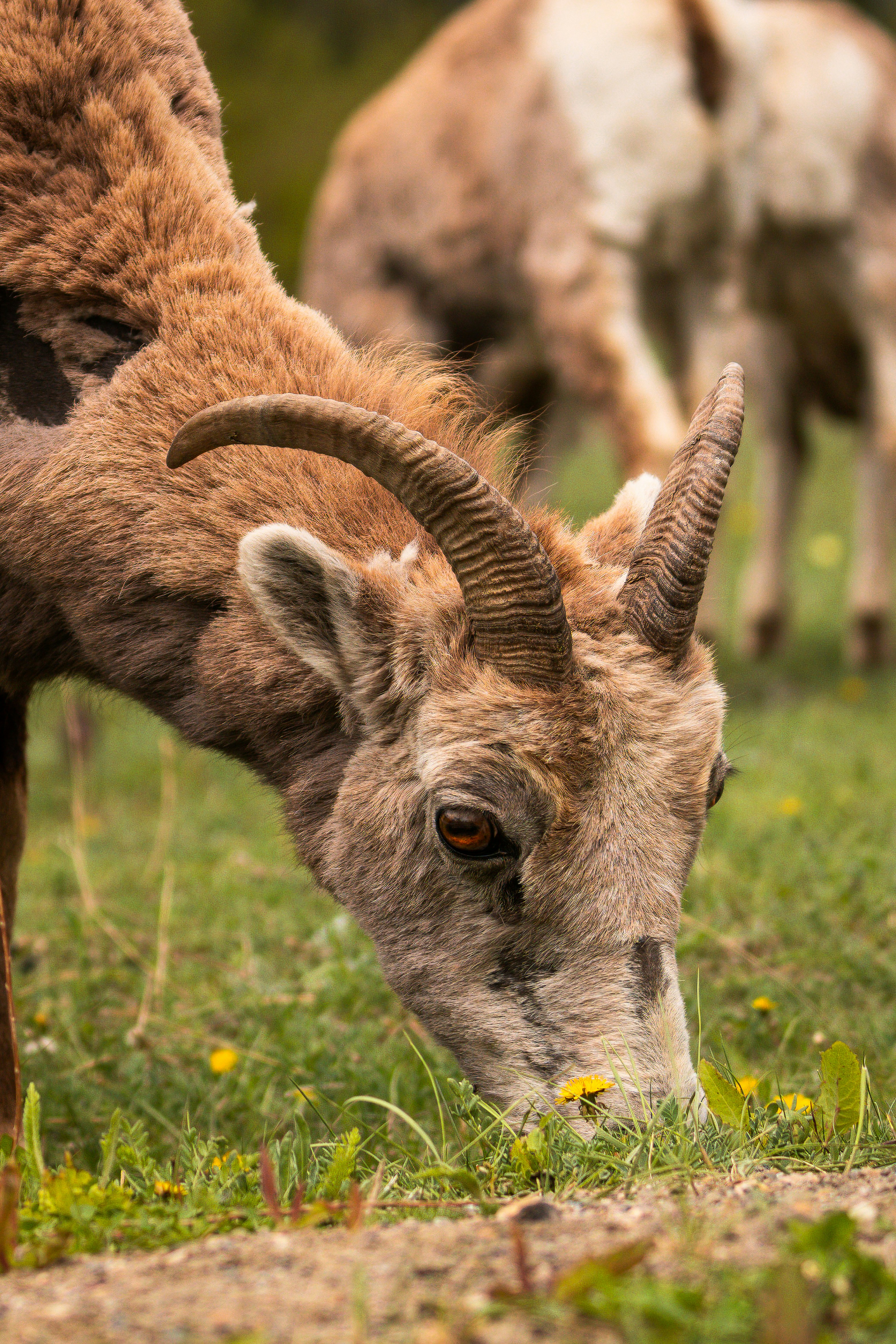 Curious Grazing: A Curled Horned Spire in Focus