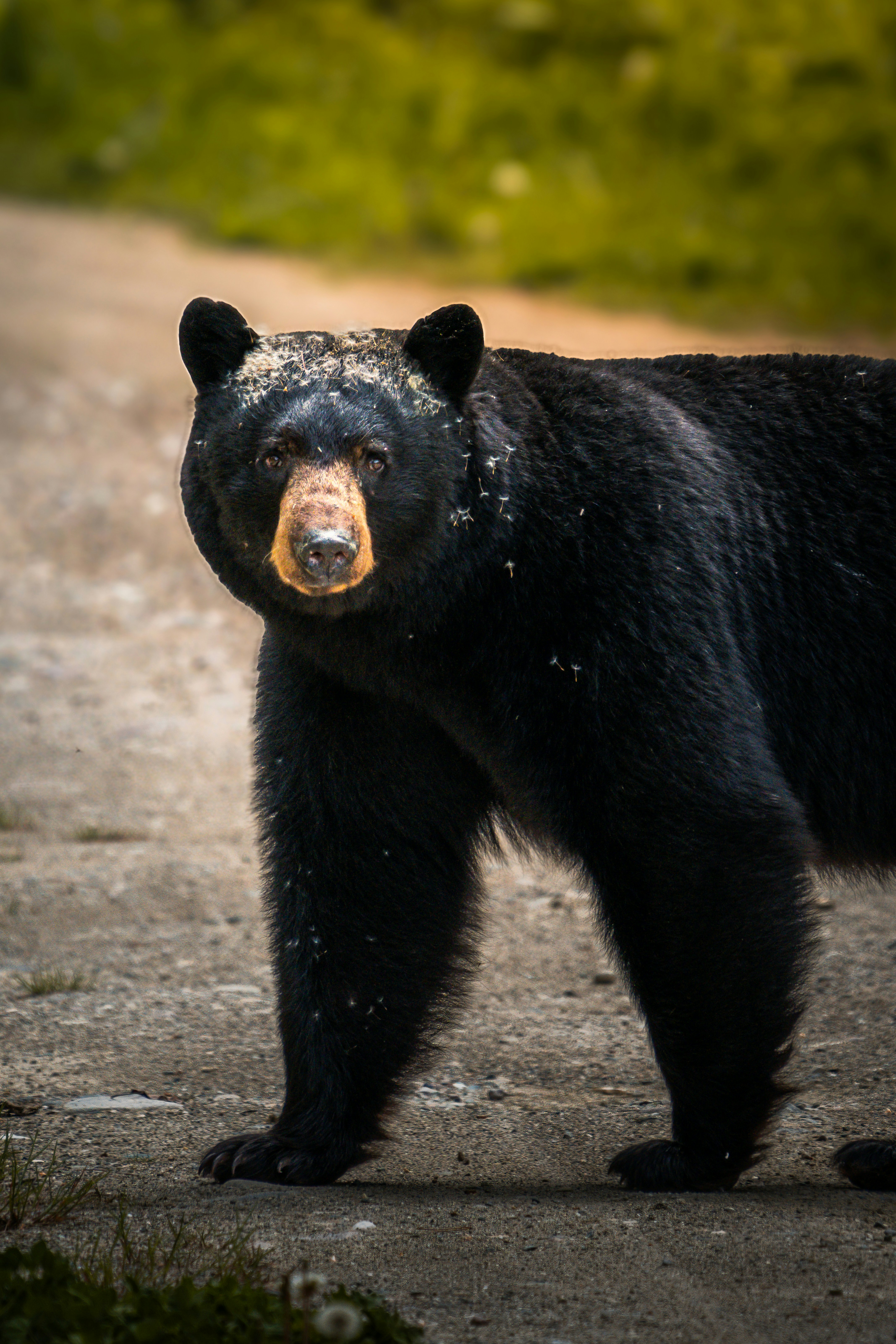 Dark Forest Stroll: Bear Pauses on a Gravel Road