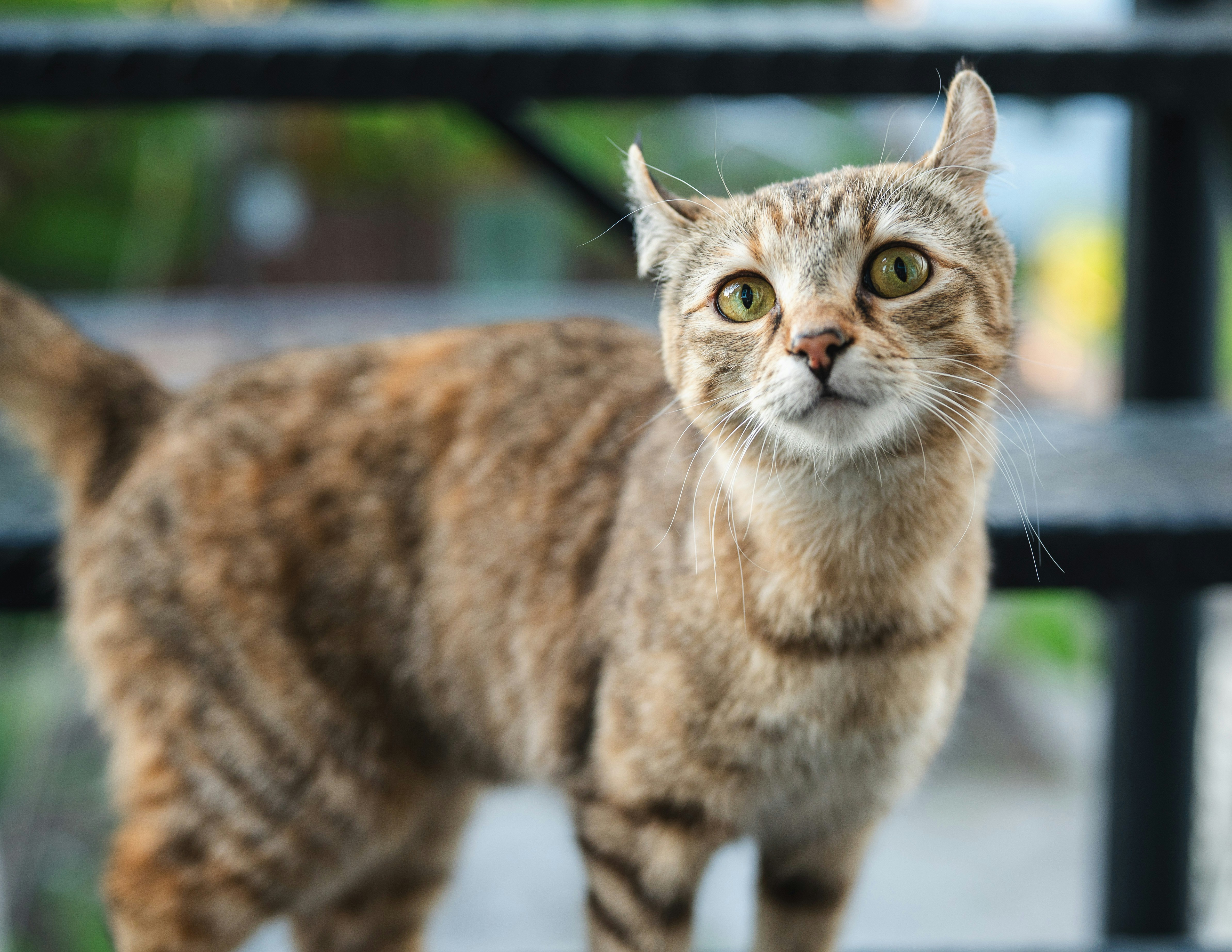 Curious Stare Over a Furred Frame