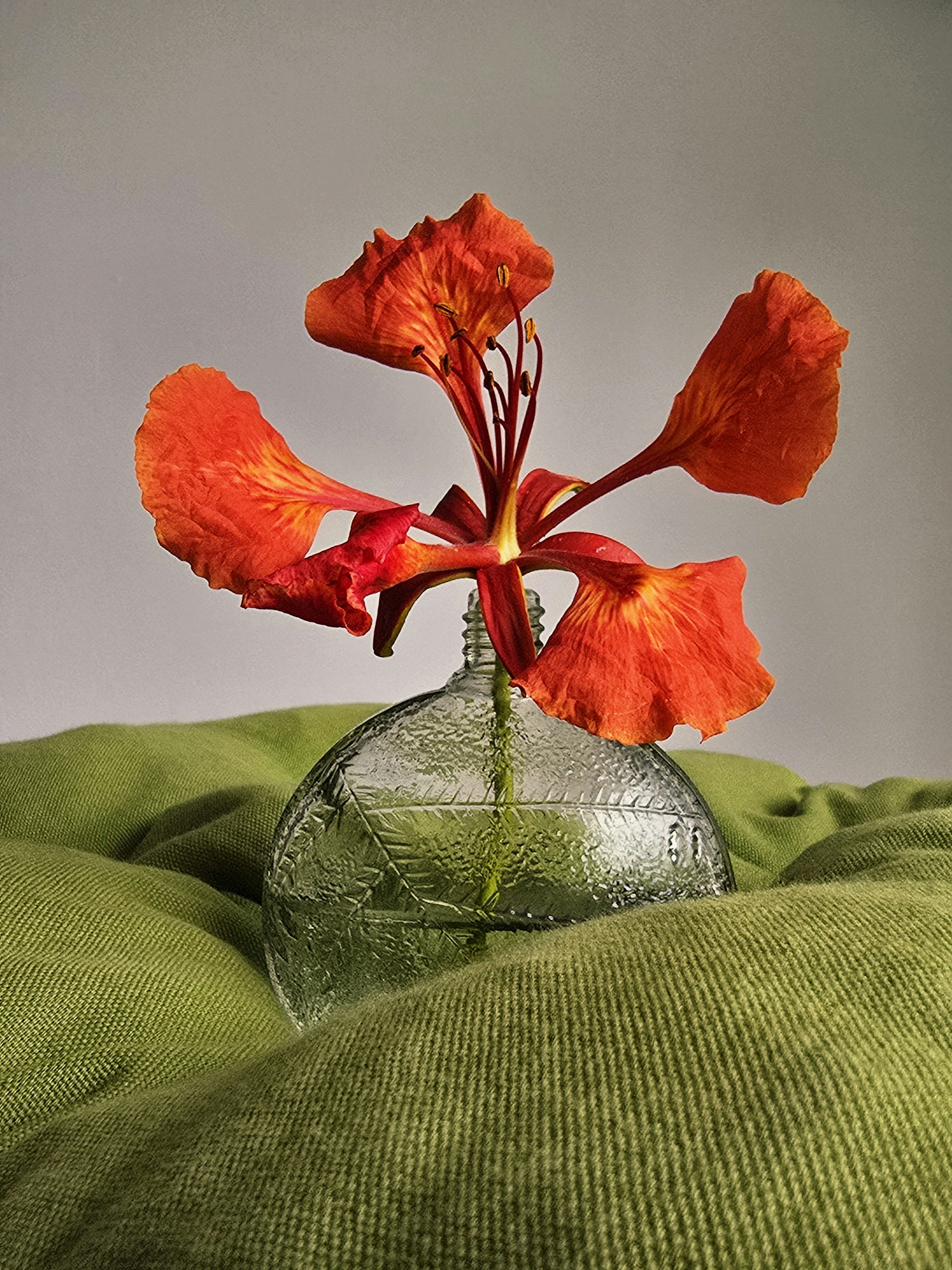 Crimson bloom in the glass perch